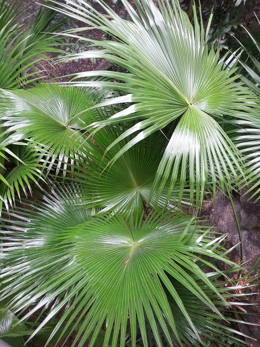 Two palms for IDing please - DISCUSSING PALM TREES WORLDWIDE - PalmTalk