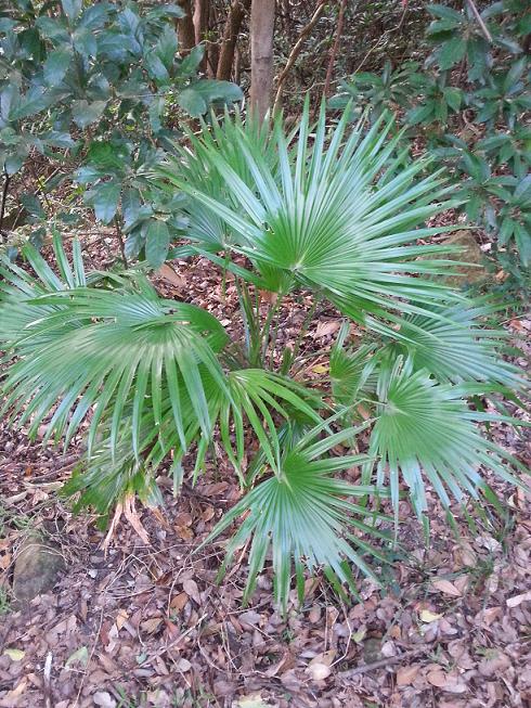 Two palms for IDing please - DISCUSSING PALM TREES WORLDWIDE - PalmTalk