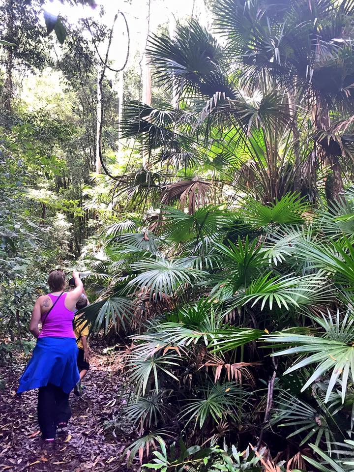 Strickland Forest Reserve, Gosford, New South Wales, Australia - TRAVEL ...
