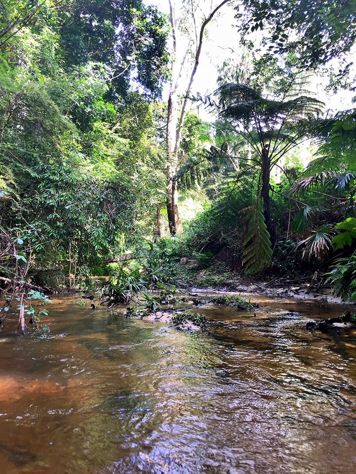 Strickland Forest Reserve, Gosford, New South Wales, Australia - TRAVEL ...