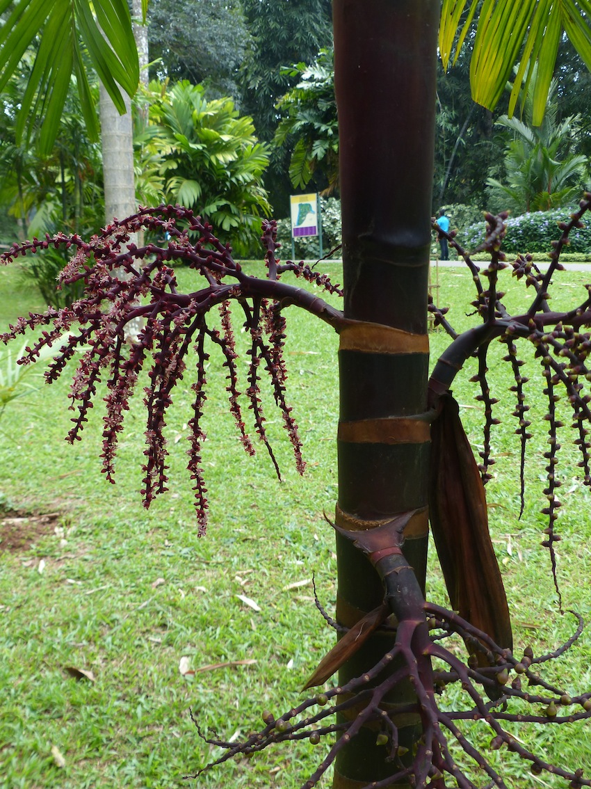 Loxococcus rupicola, two subspecies? - DISCUSSING PALM TREES WORLDWIDE ...
