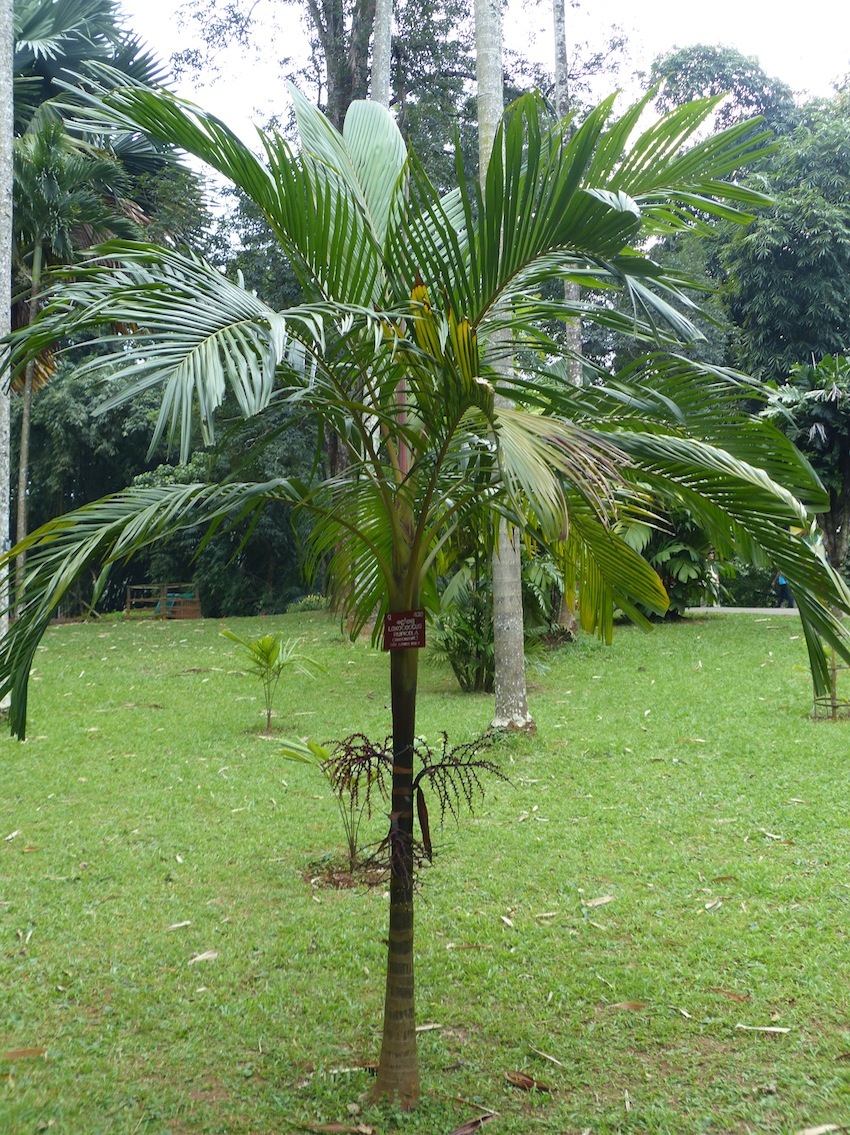 Loxococcus rupicola, two subspecies? - DISCUSSING PALM TREES WORLDWIDE ...
