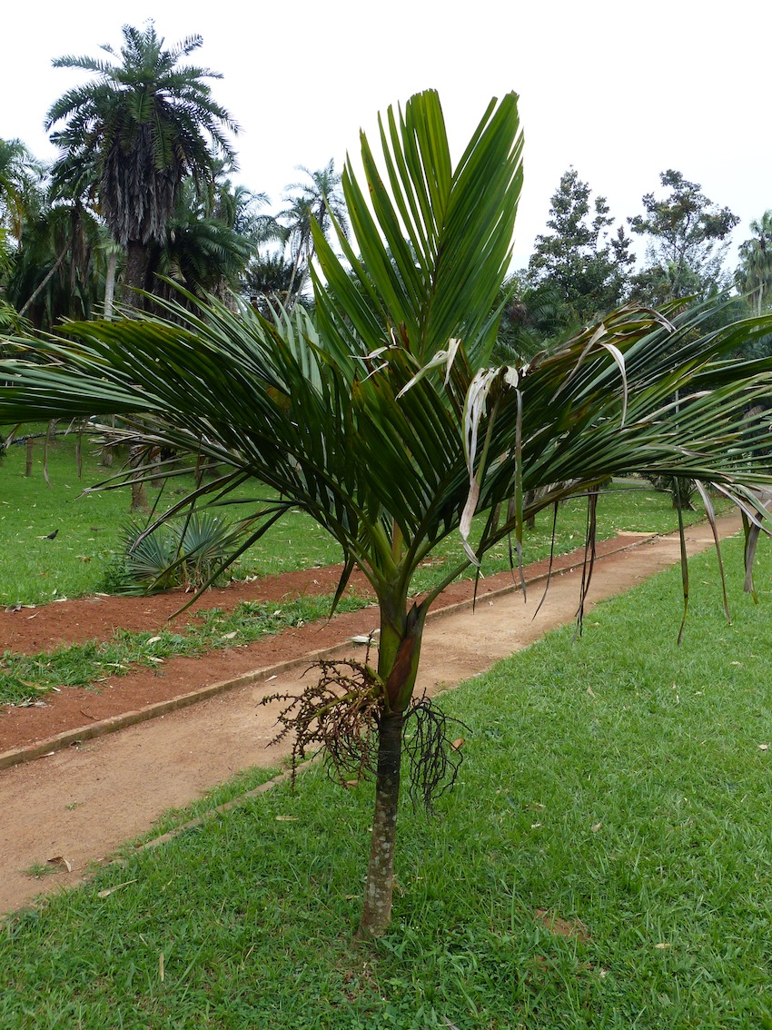 Loxococcus rupicola, two subspecies? - DISCUSSING PALM TREES WORLDWIDE ...