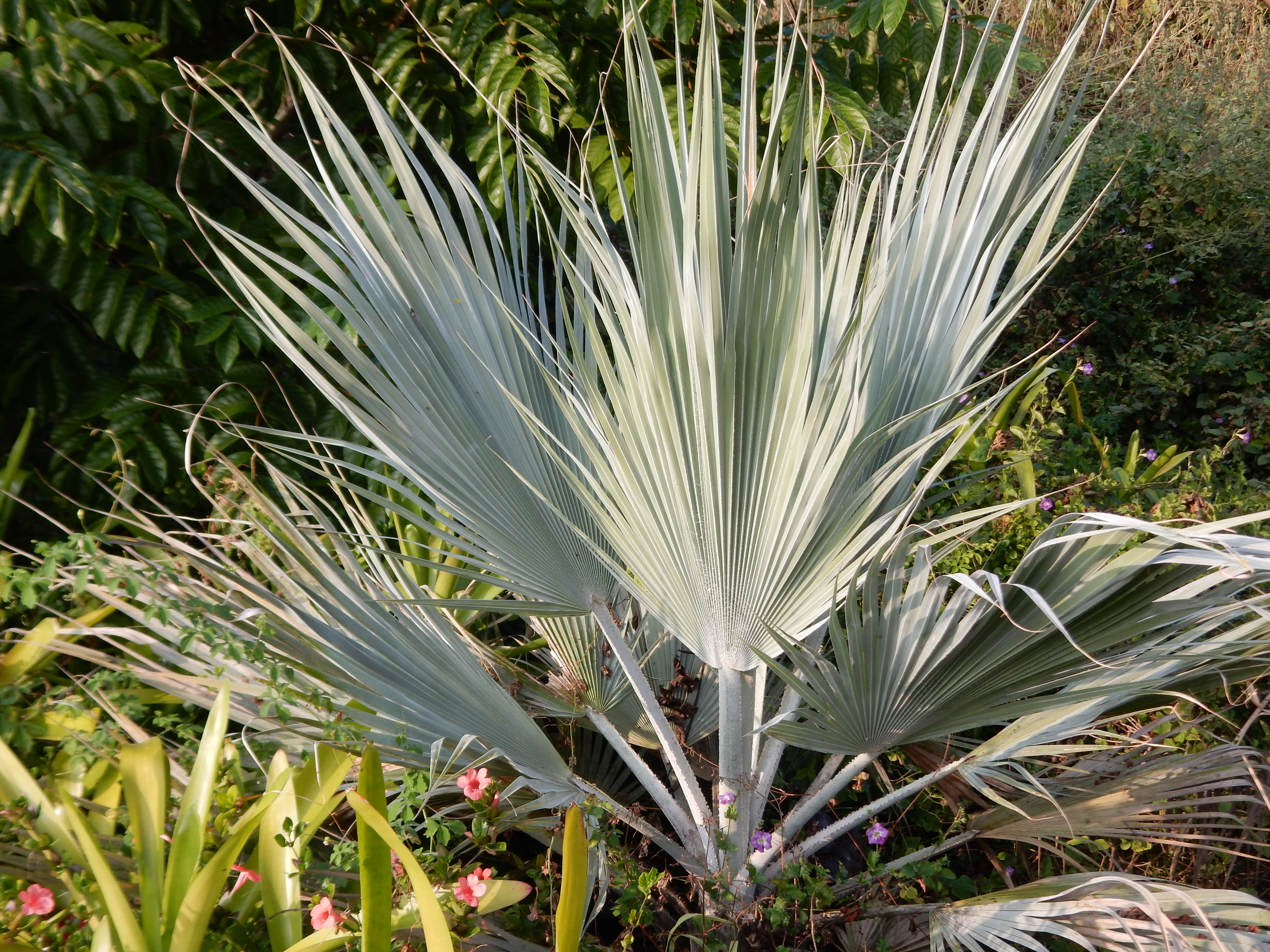 Copernicia ekmanii - DISCUSSING PALM TREES WORLDWIDE - PalmTalk