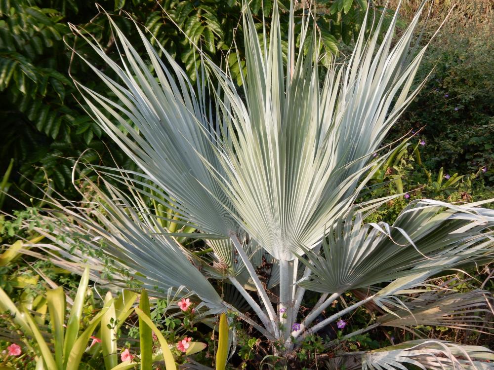 Copernicia ekmanii - DISCUSSING PALM TREES WORLDWIDE - PalmTalk
