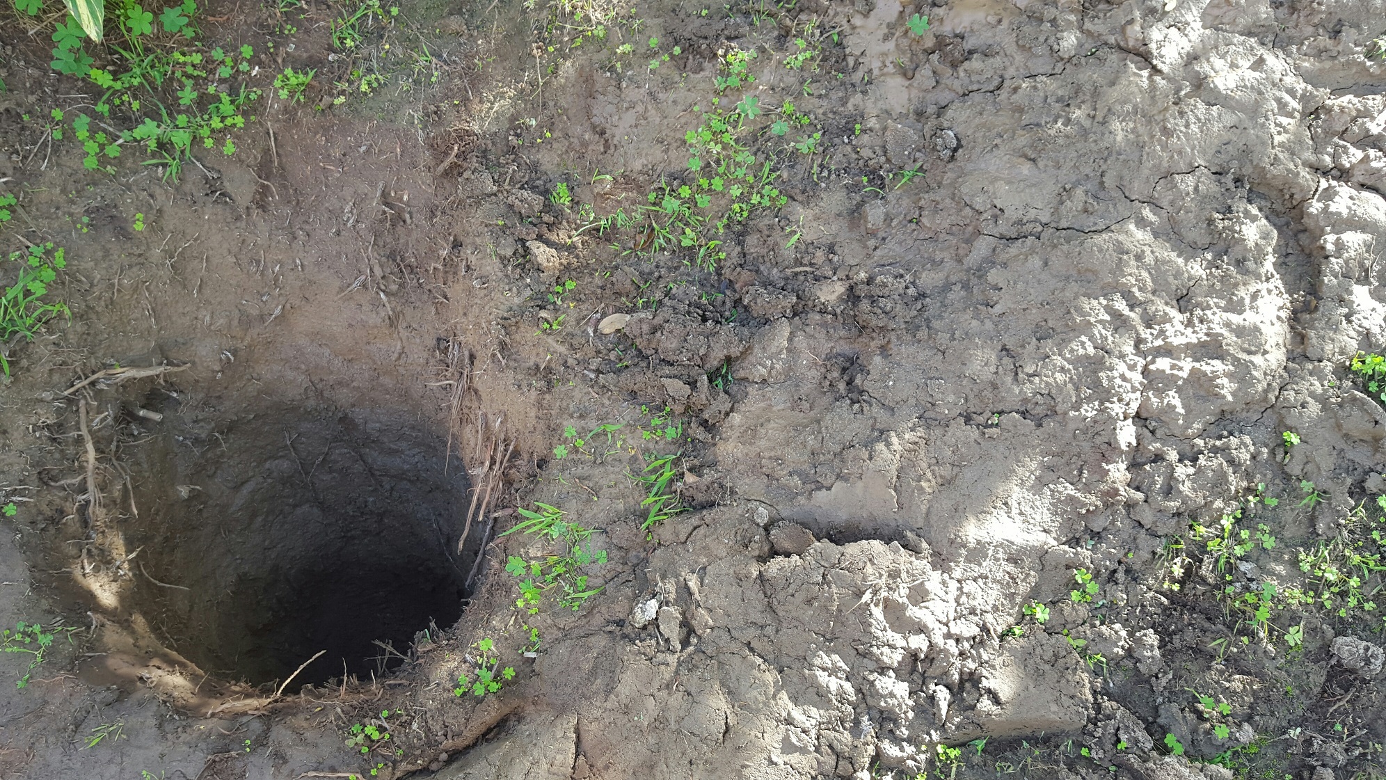 A tale of two holes - DISCUSSING PALM TREES WORLDWIDE - PalmTalk