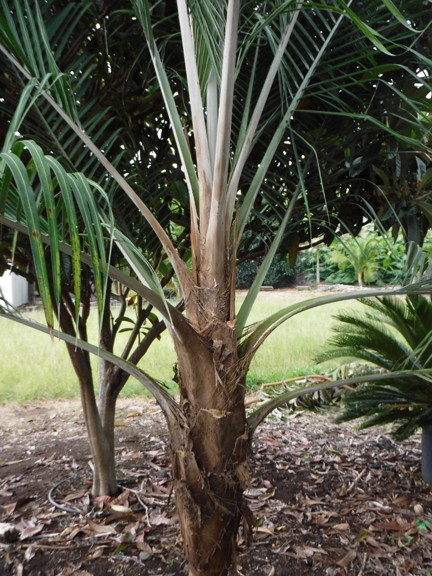 Pretty Ravenea sp "new" - DISCUSSING PALM TREES WORLDWIDE - PalmTalk