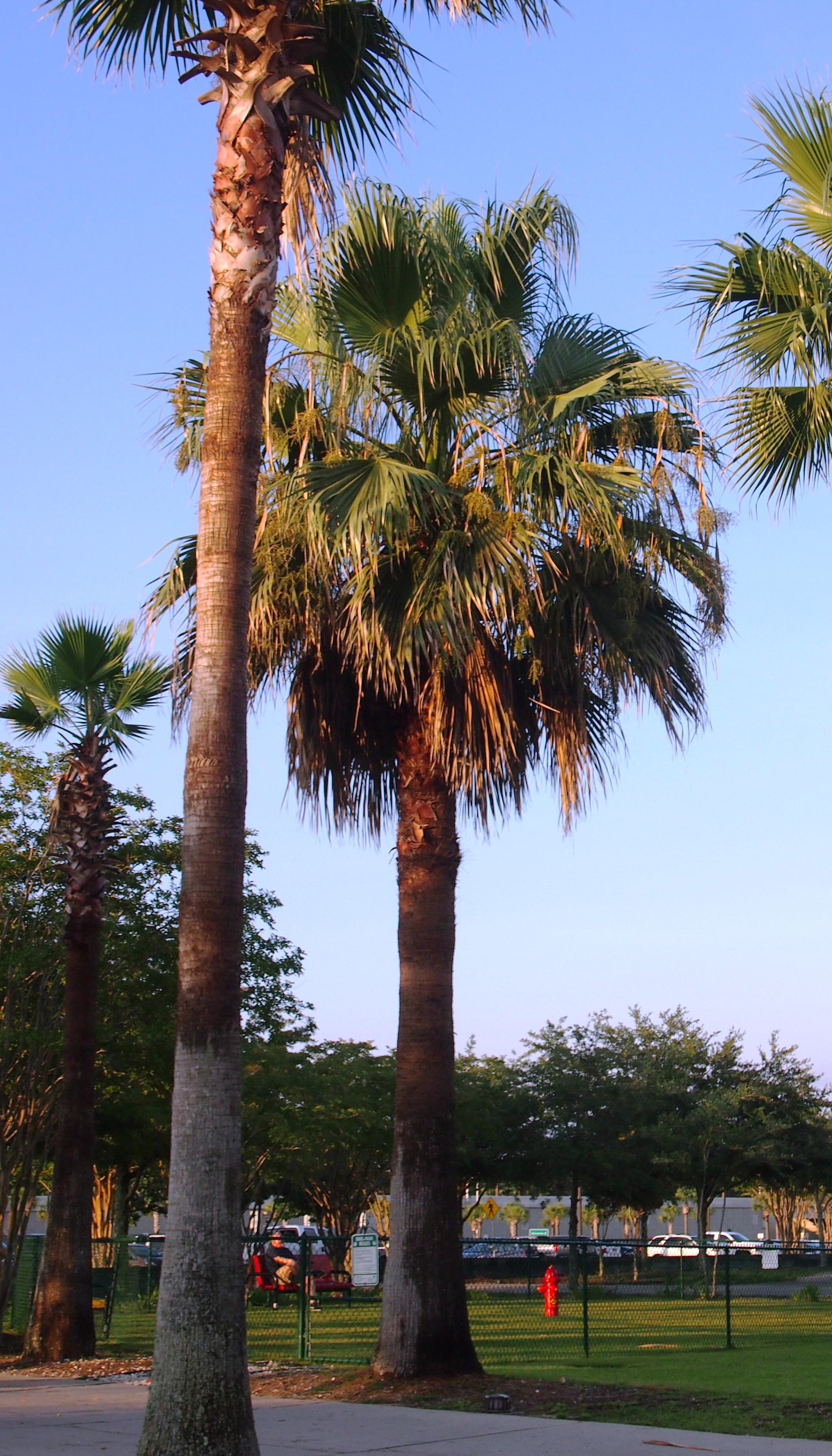 Washingtonia "filibusta" more cold tolerant than originally thought ...