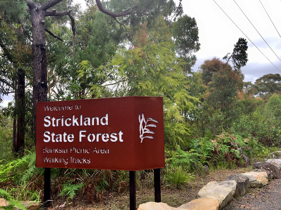 Strickland Forest Reserve, Gosford, New South Wales, Australia - TRAVEL ...
