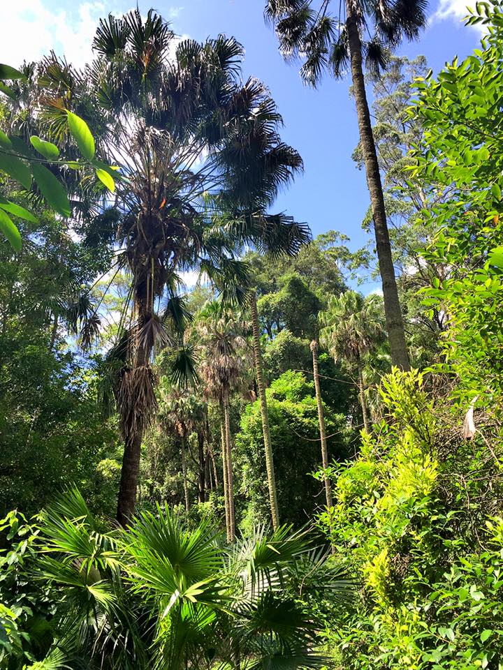 Strickland Forest Reserve, Gosford, New South Wales, Australia - TRAVEL ...