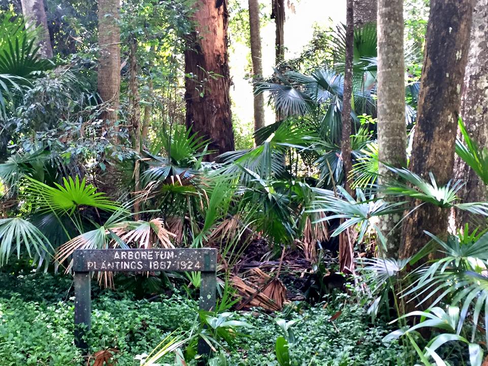 Strickland Forest Reserve, Gosford, New South Wales, Australia - TRAVEL ...