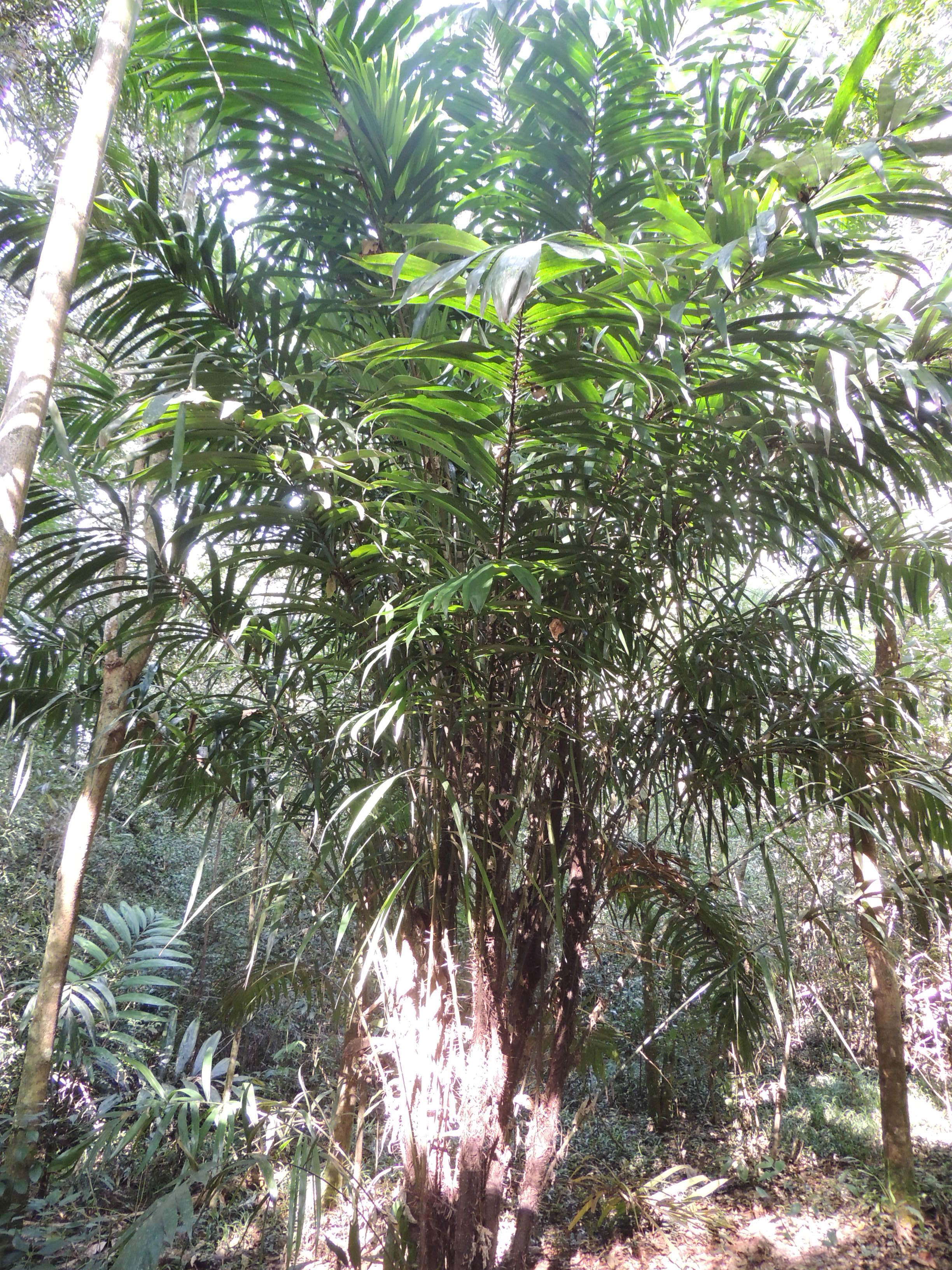 "Tucum" , a surprisingly hardy palm - DISCUSSING PALM TREES WORLDWIDE ...