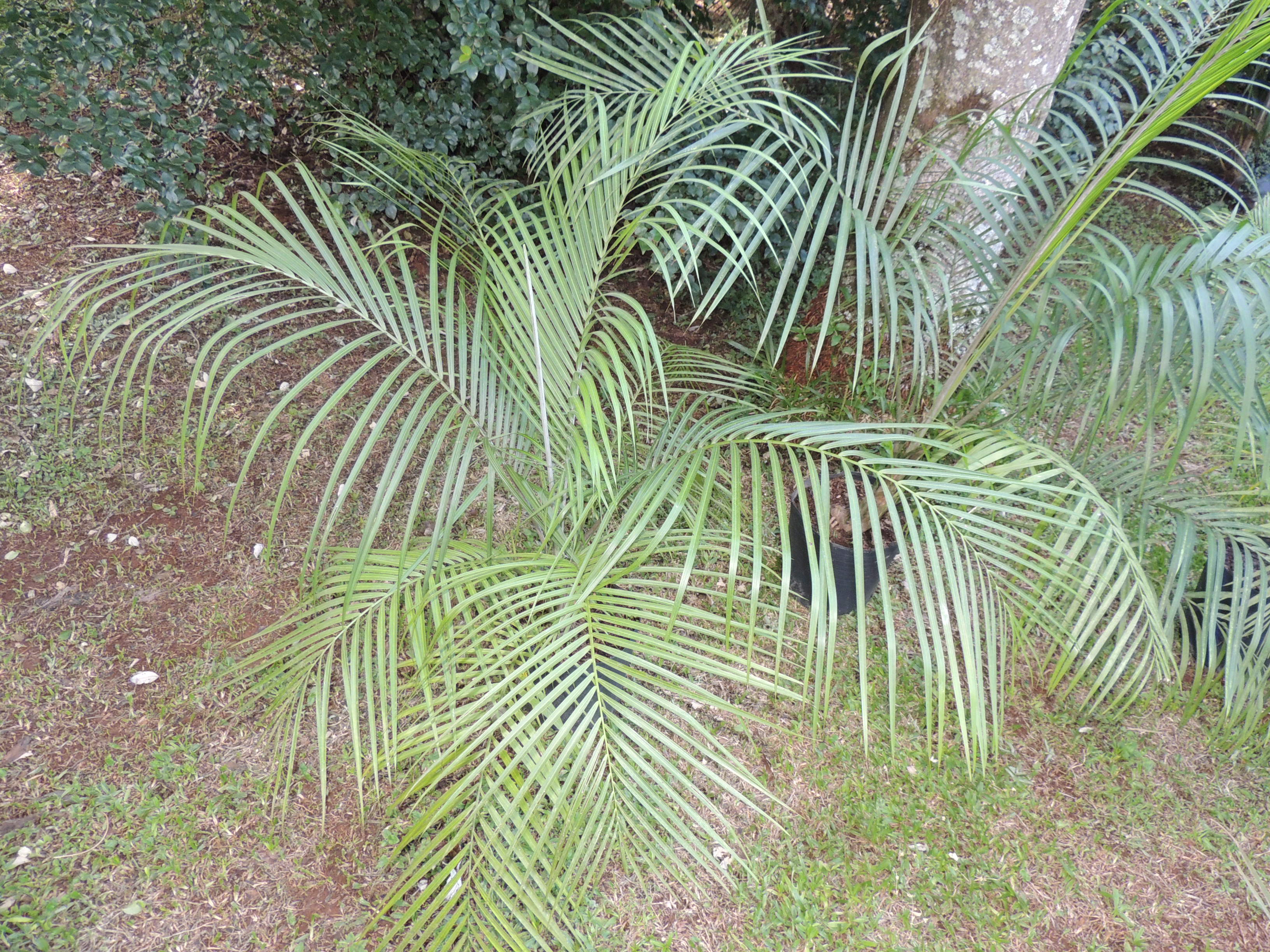 Pretty Ravenea sp "new" - DISCUSSING PALM TREES WORLDWIDE - PalmTalk