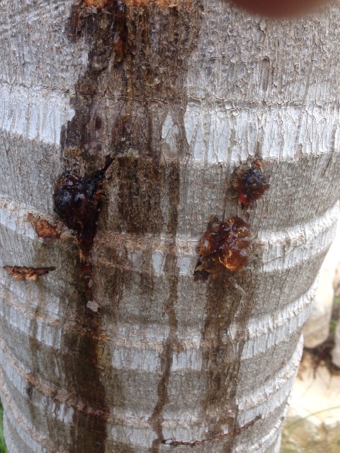 coconut disease - DISCUSSING PALM TREES WORLDWIDE - PalmTalk