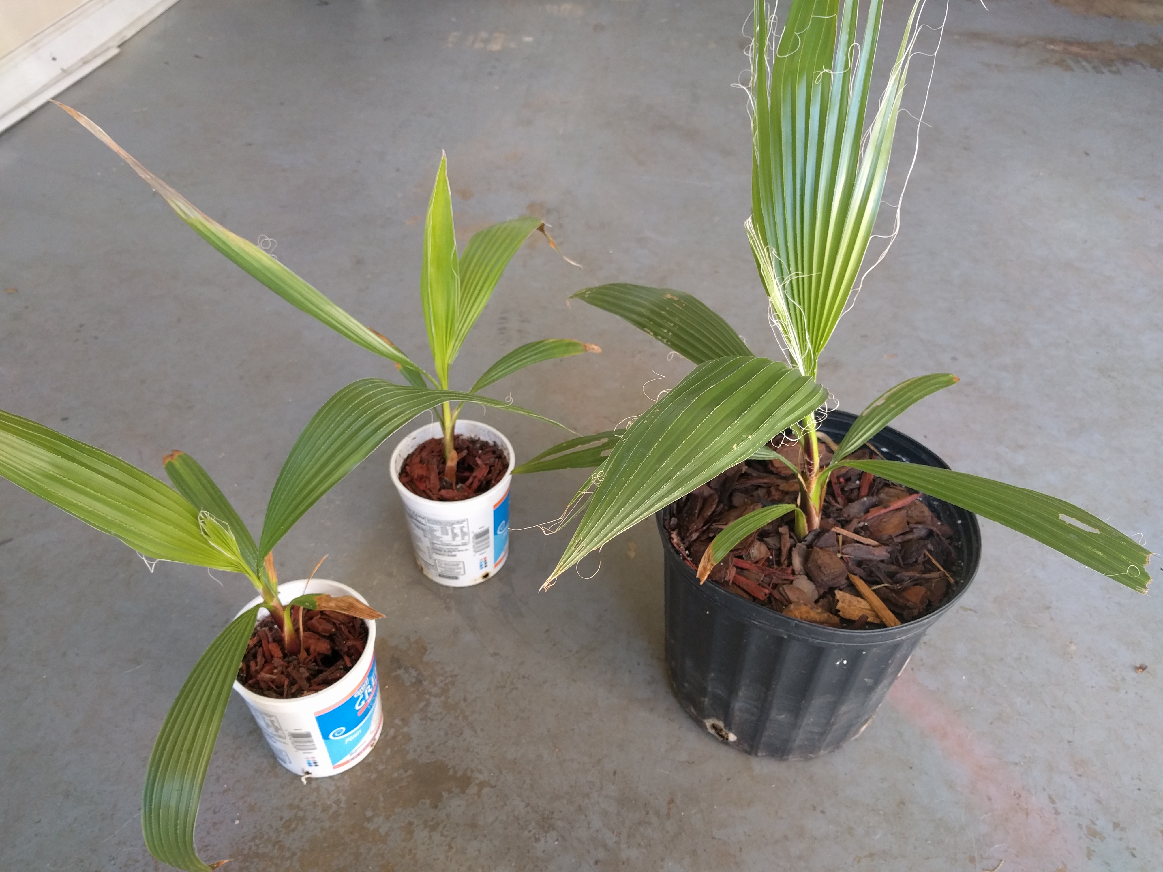 Washingtonian robusta,filifera,or filibusta??? - DISCUSSING PALM TREES ...