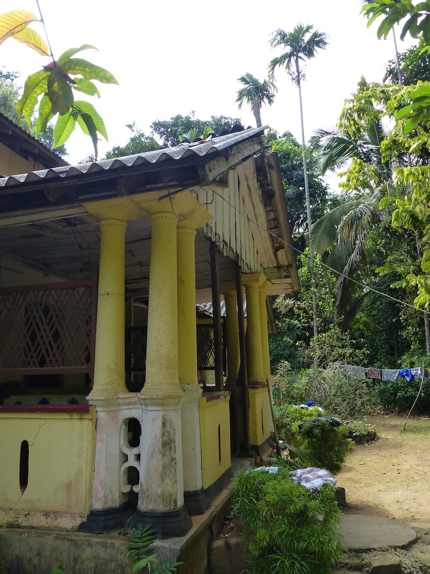 Licuala house - DISCUSSING PALM TREES WORLDWIDE - PalmTalk