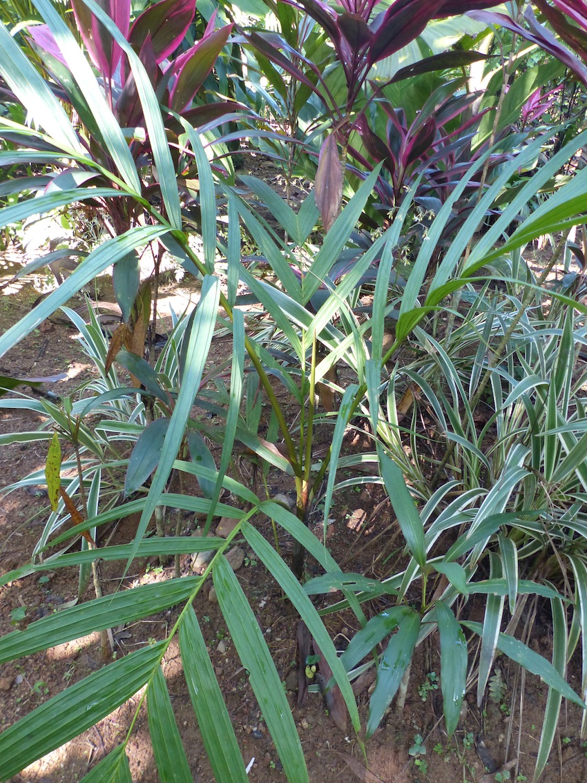 Pinanga insignis? - DISCUSSING PALM TREES WORLDWIDE - PalmTalk