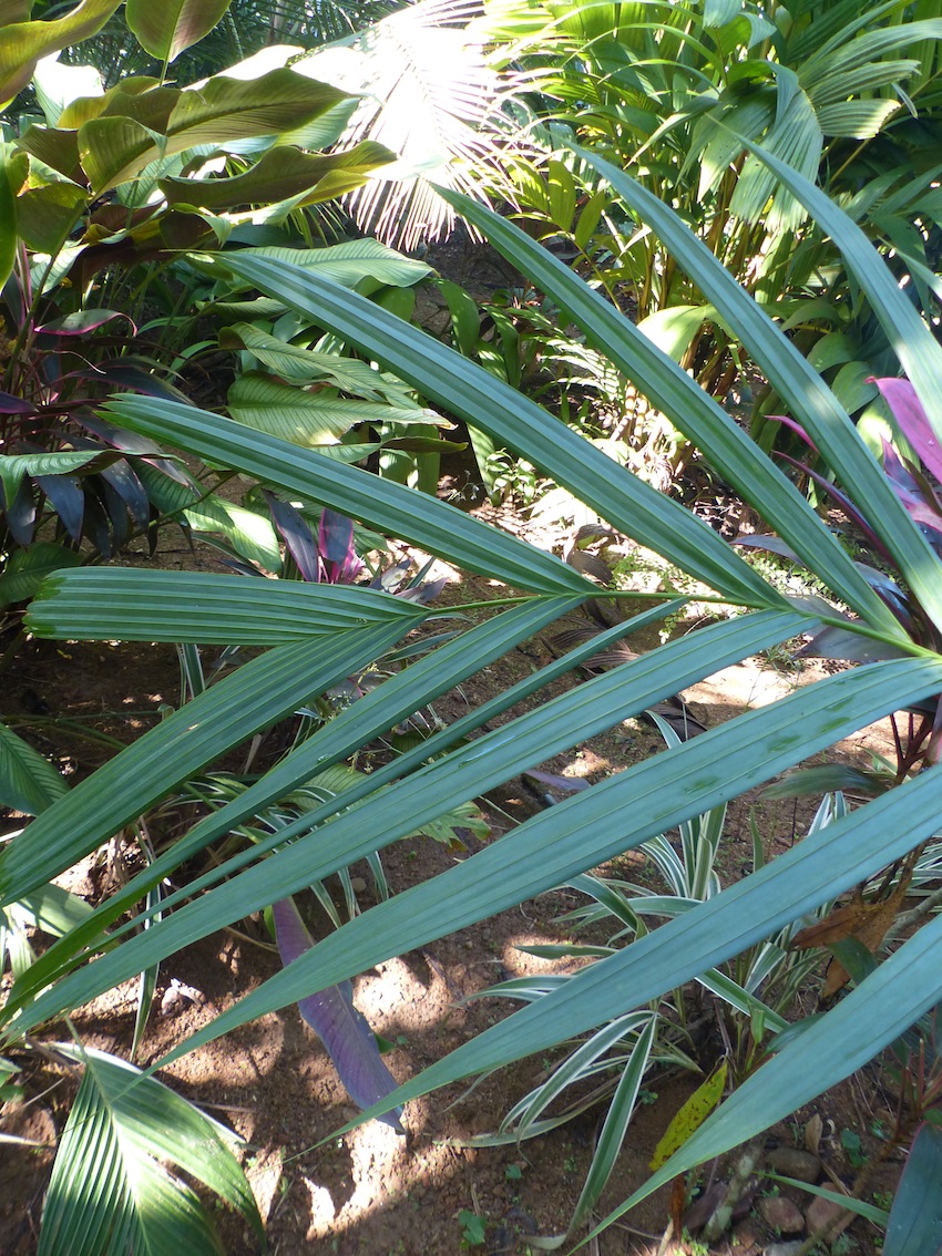 Pinanga insignis? - DISCUSSING PALM TREES WORLDWIDE - PalmTalk