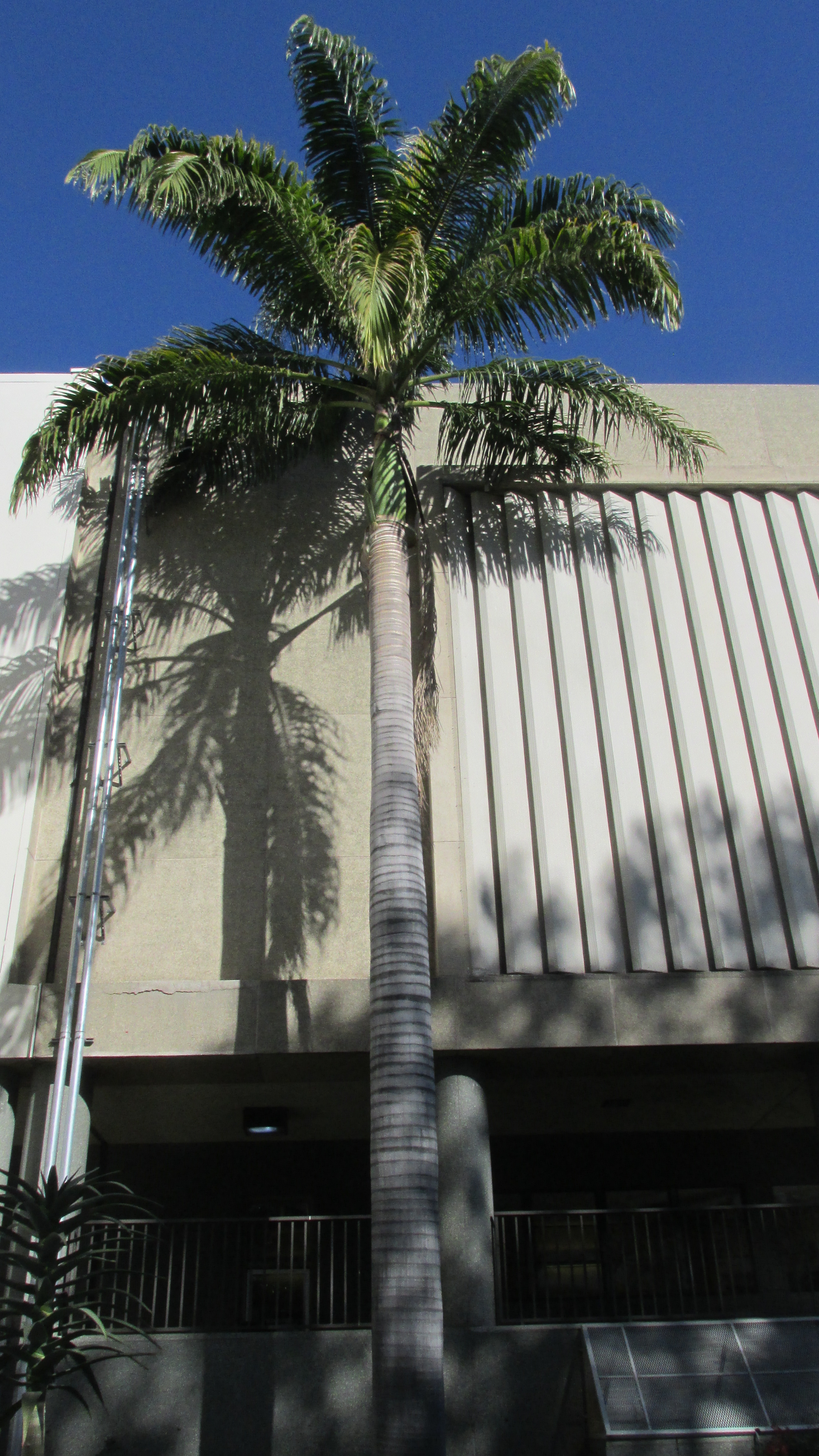 Roystonea oleracea in Santana, California, part II - DISCUSSING PALM ...