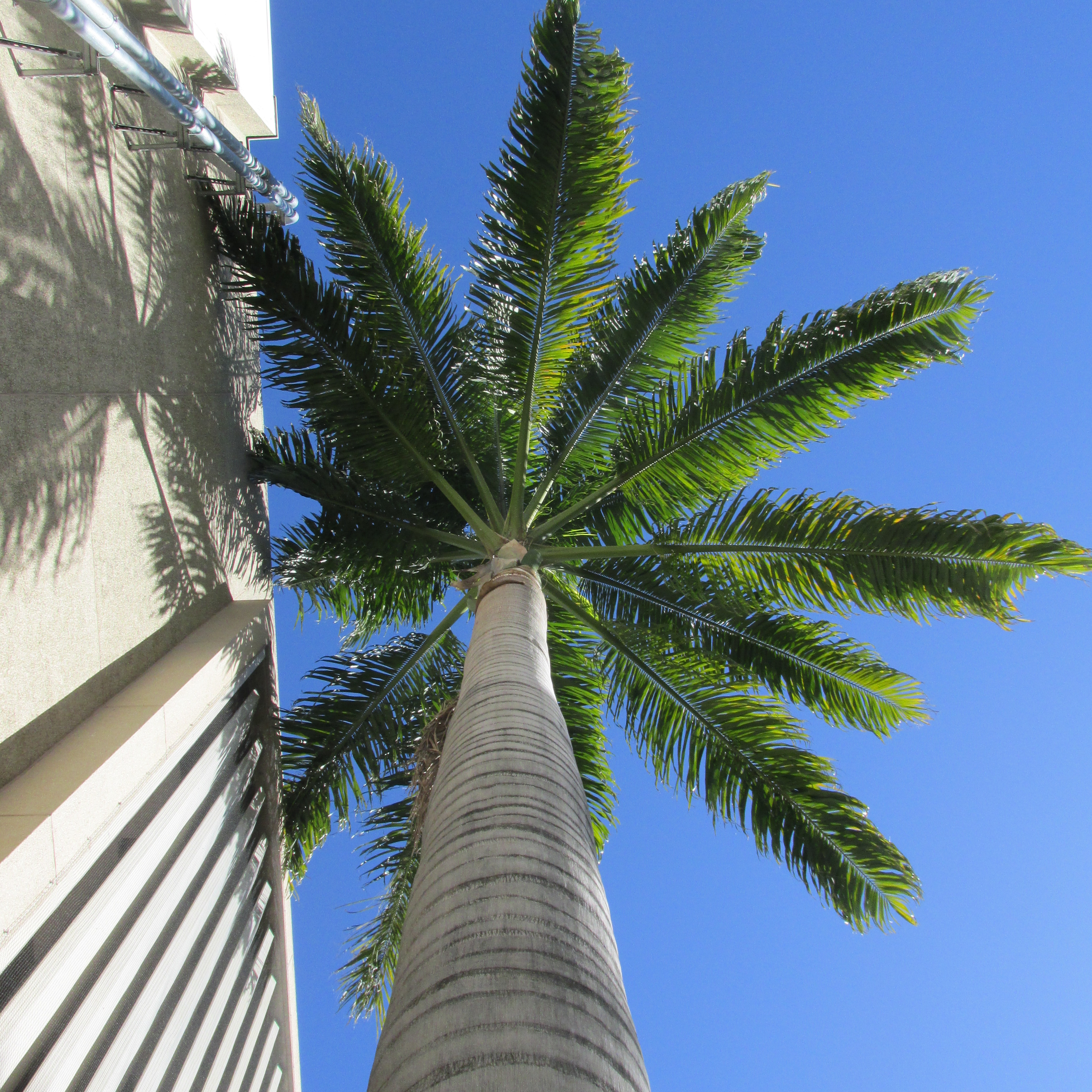Roystonea oleracea in Santana, California, part II - DISCUSSING PALM ...
