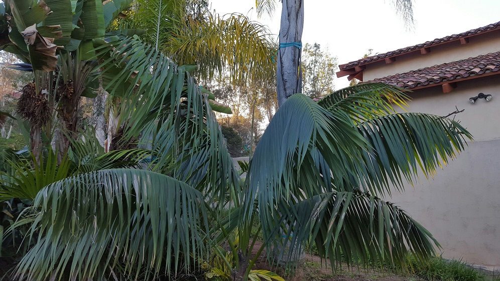 Winter 2016 cold, heat, and palm planting - DISCUSSING PALM TREES ...