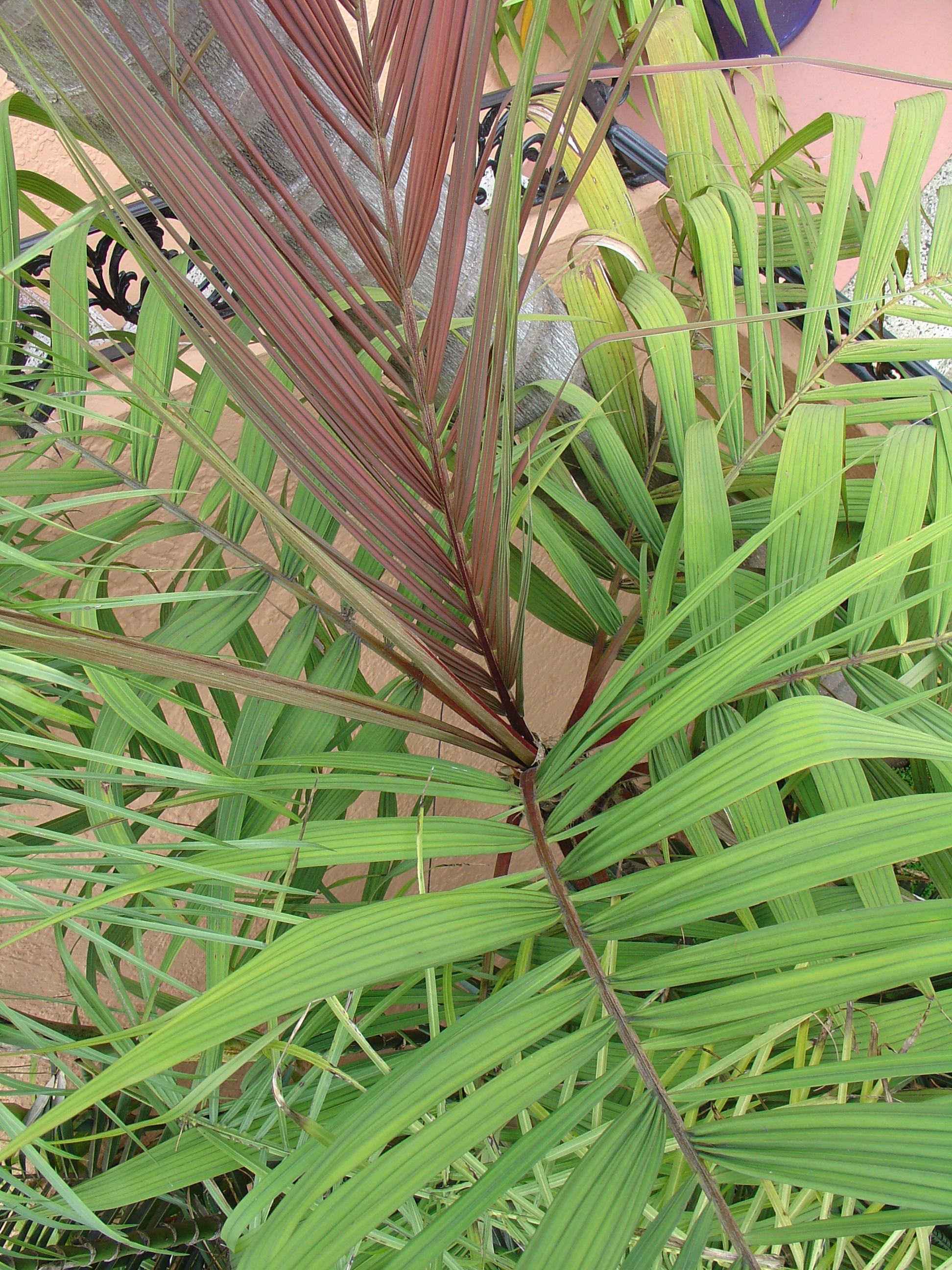 Anyone growing Geonoma undata - DISCUSSING PALM TREES WORLDWIDE - PalmTalk