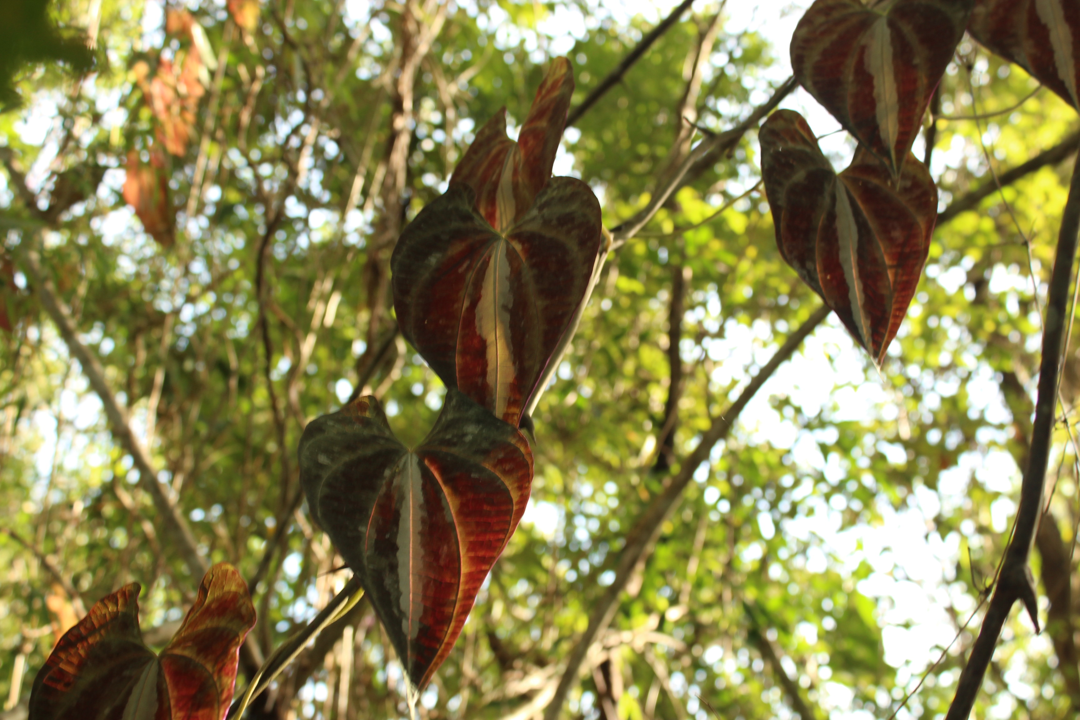 Herbaceous scandent - TROPICAL LOOKING PLANTS - Other Than Palms - PalmTalk