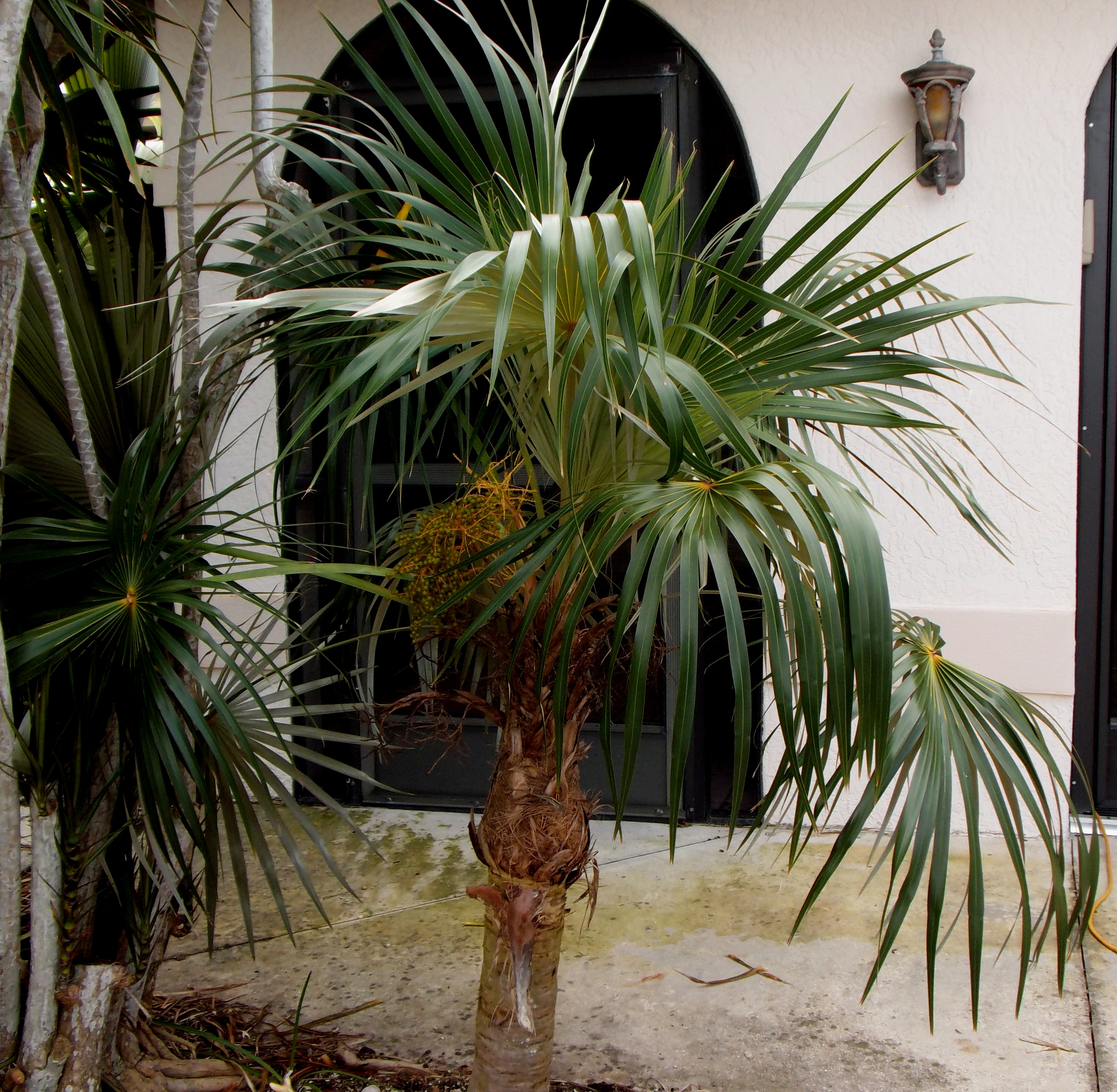 Where to find a Coccothrinax argentata - DISCUSSING PALM TREES ...