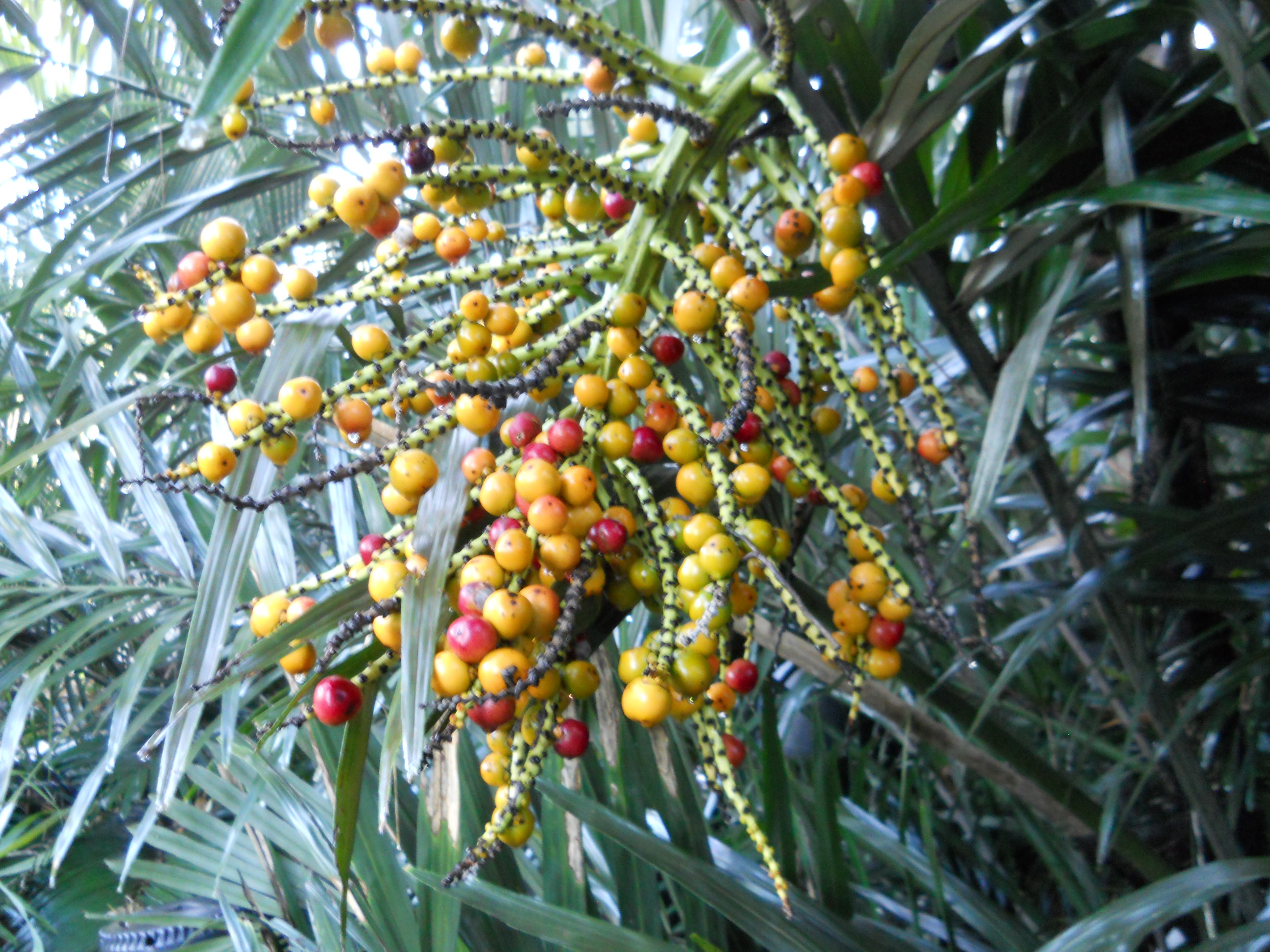 Arenga species ID - DISCUSSING PALM TREES WORLDWIDE - PalmTalk