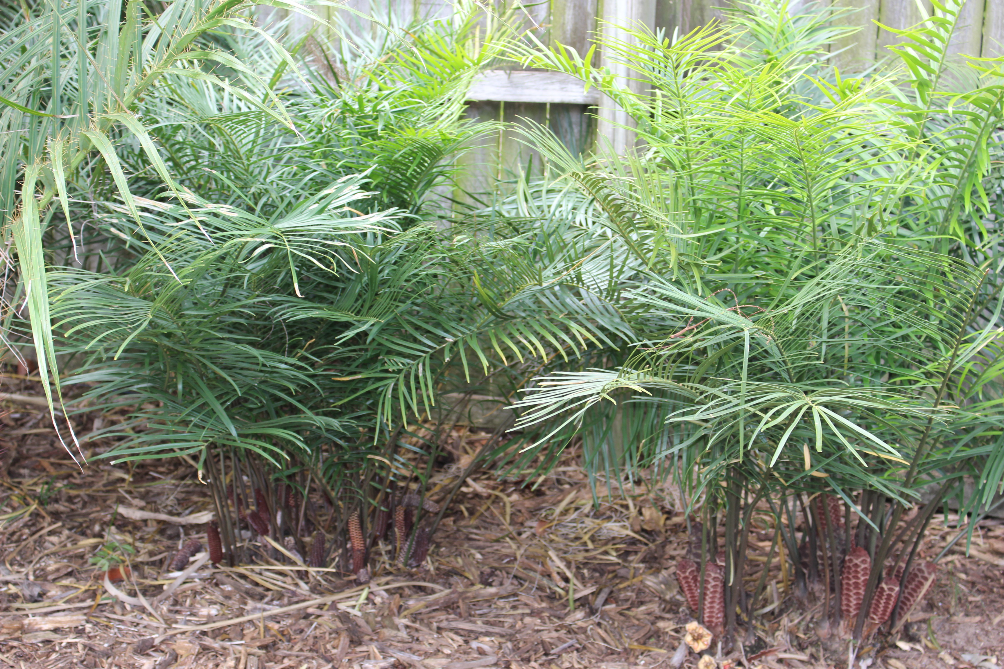 Zamia sp. 'Jamaica Giant' - For Sale - PalmTalk
