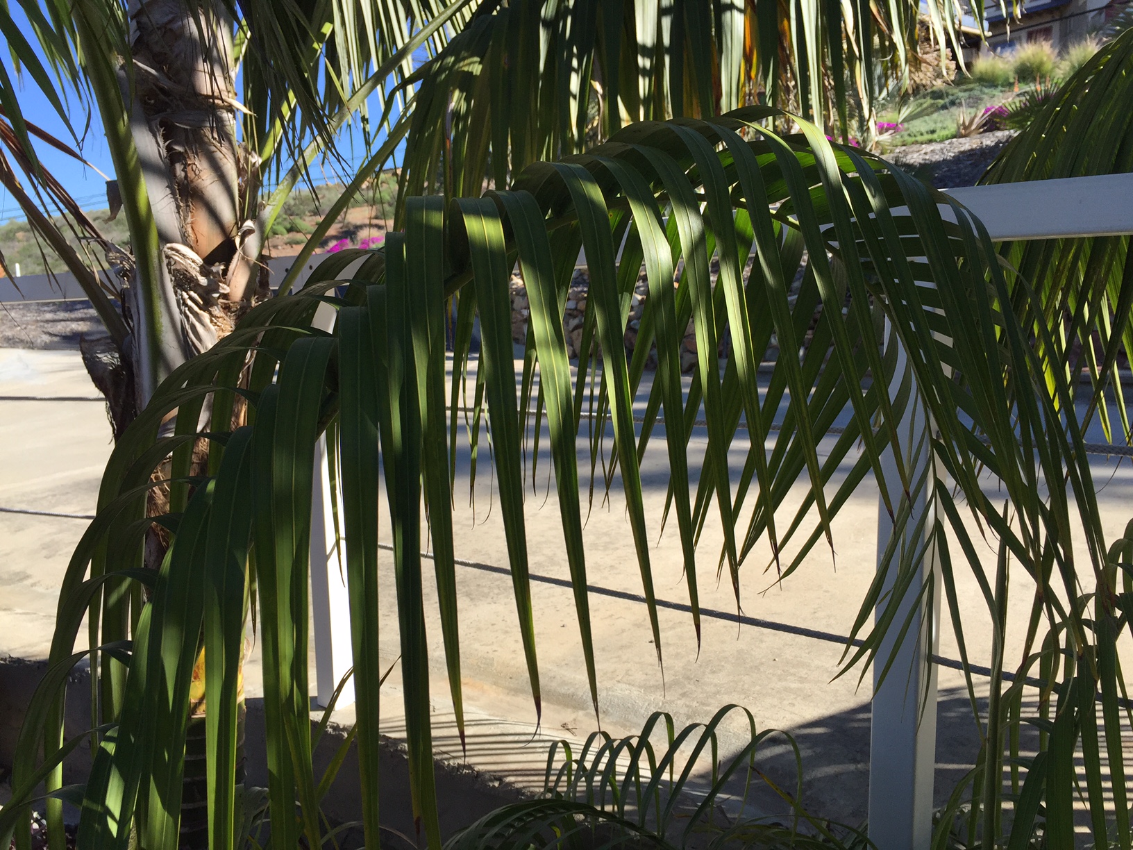 Dypsis heteromorpha - Weeping Form - DISCUSSING PALM TREES WORLDWIDE ...