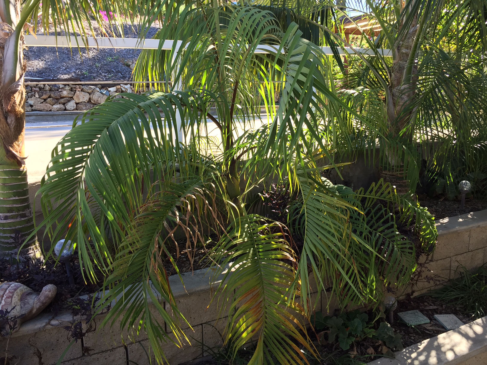Dypsis heteromorpha - Weeping Form - DISCUSSING PALM TREES WORLDWIDE ...