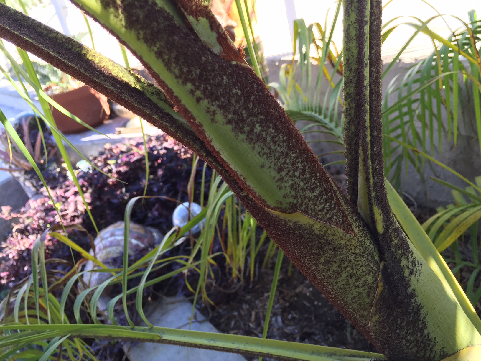 Dypsis heteromorpha - Weeping Form - DISCUSSING PALM TREES WORLDWIDE ...