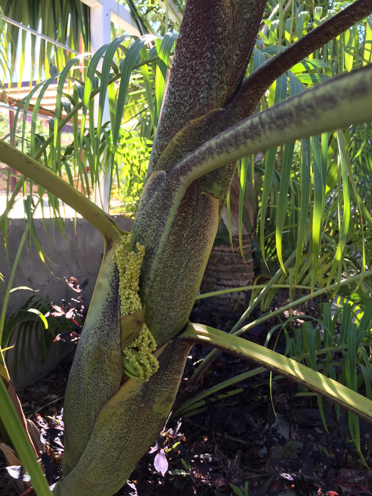 Dypsis heteromorpha - Weeping Form - DISCUSSING PALM TREES WORLDWIDE ...