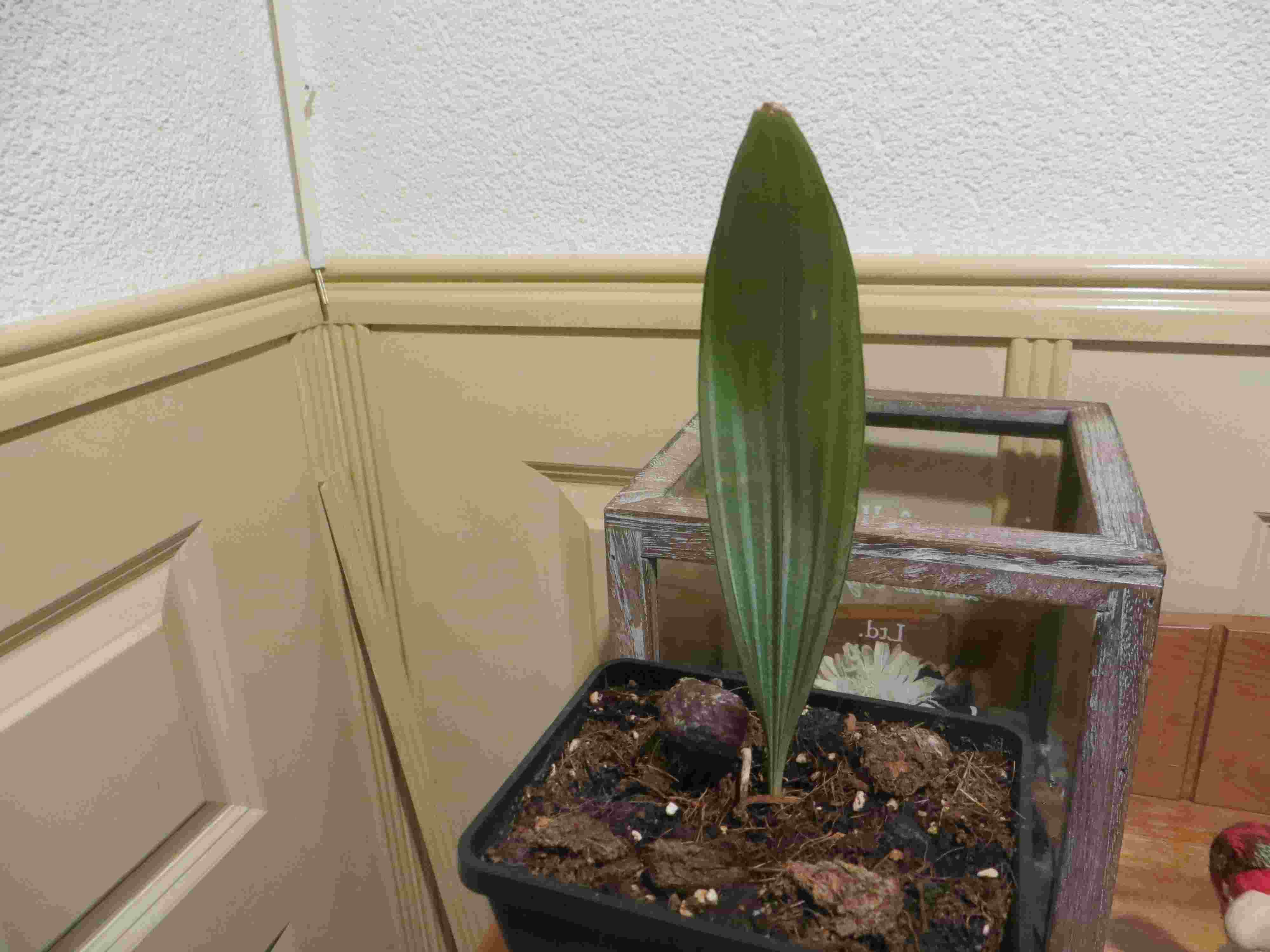 Sabinaria magnifica--anyone growing this yet? - DISCUSSING PALM TREES ...