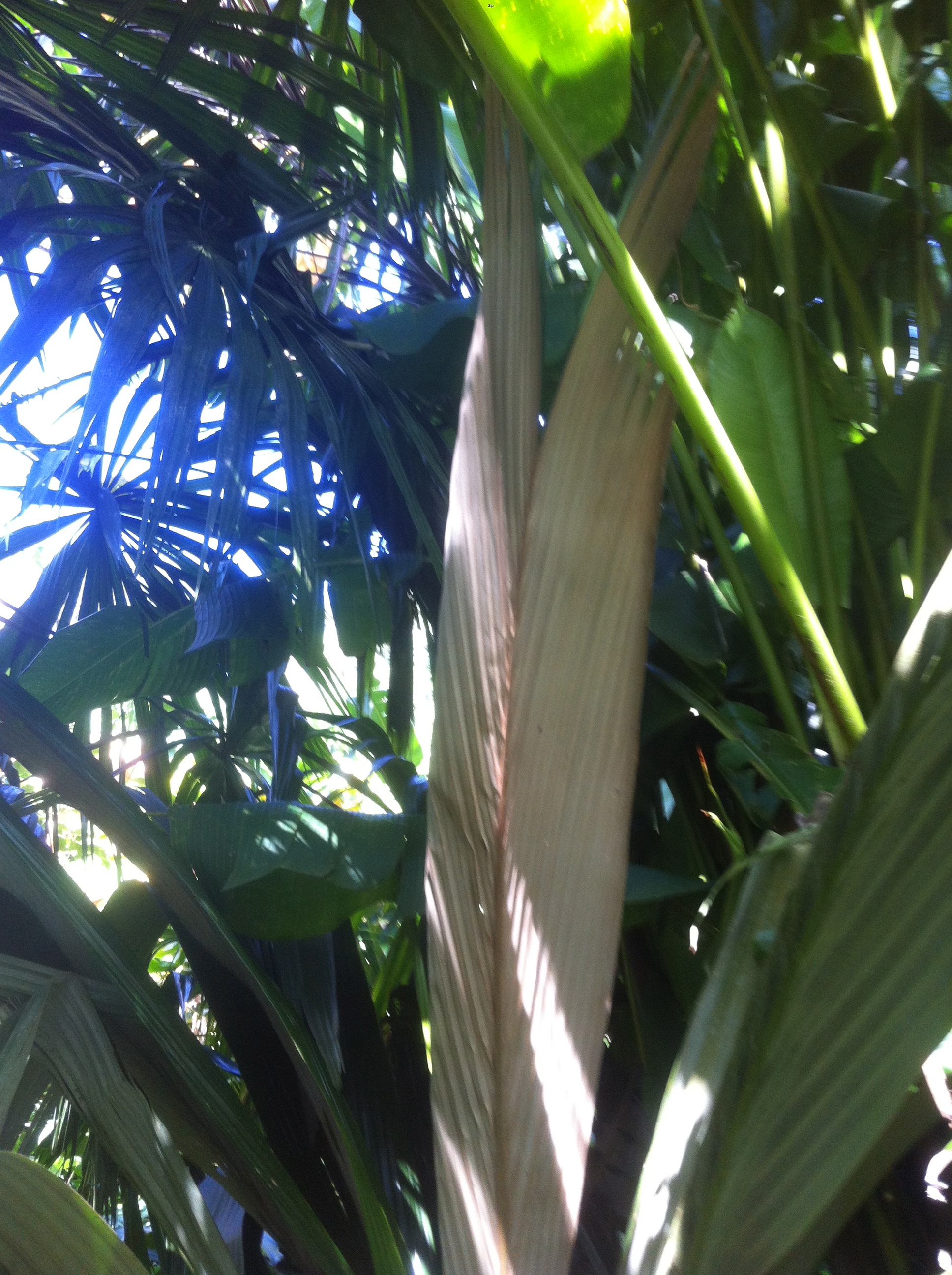 Sommieria leucophylla - DISCUSSING PALM TREES WORLDWIDE - PalmTalk