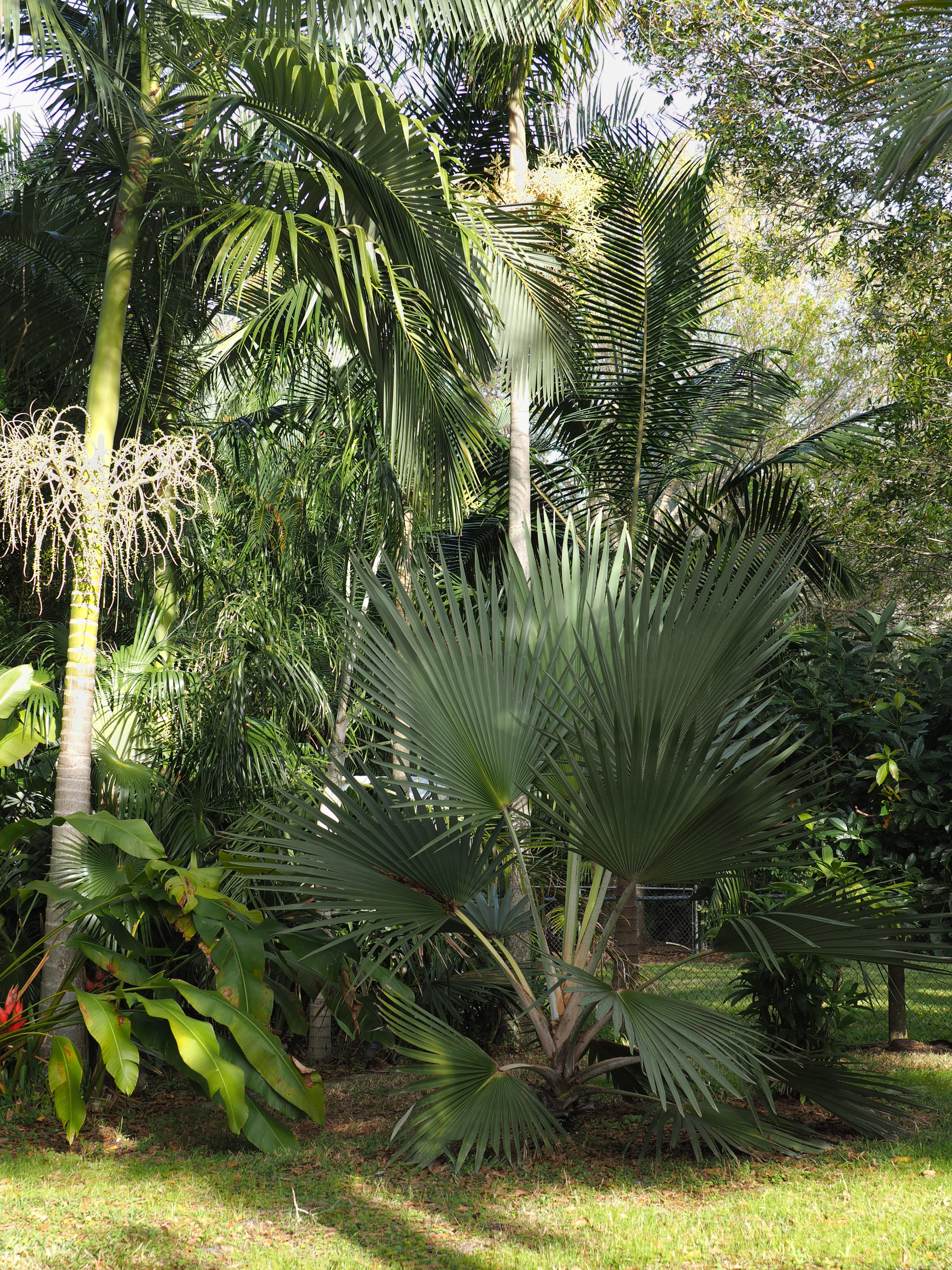 Latania lontaroides at 9 & 16 years - DISCUSSING PALM TREES WORLDWIDE ...