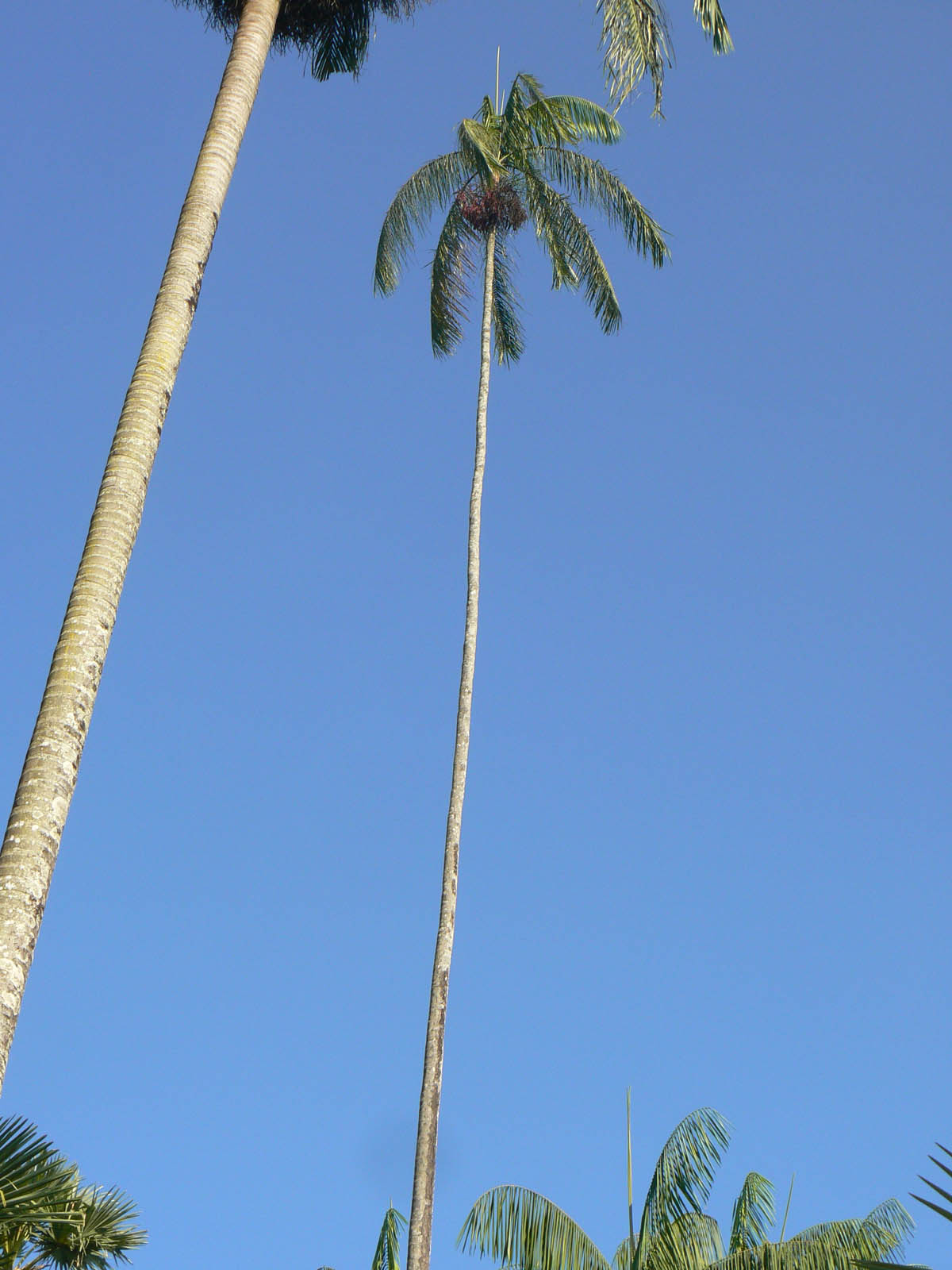 Old and Tall - DISCUSSING PALM TREES WORLDWIDE - PalmTalk