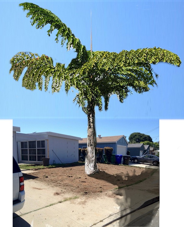 Drip System Installed, and DG Walkway! Happy Palms - DISCUSSING PALM ...