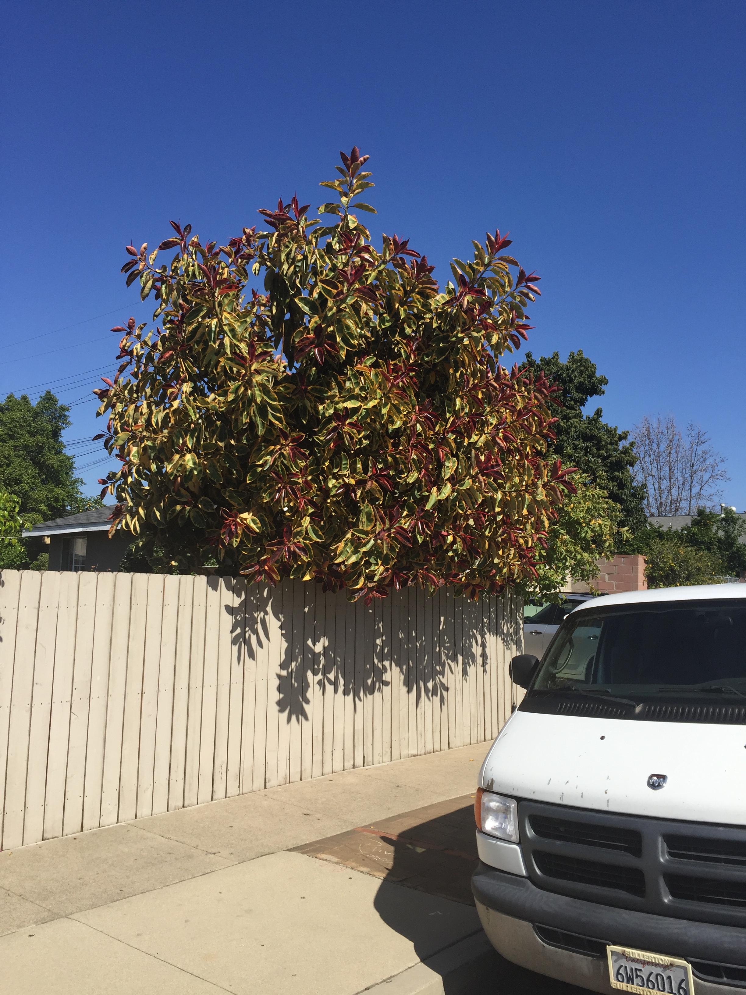 Funky Ficus elastica cultivar - TROPICAL LOOKING PLANTS - Other Than ...