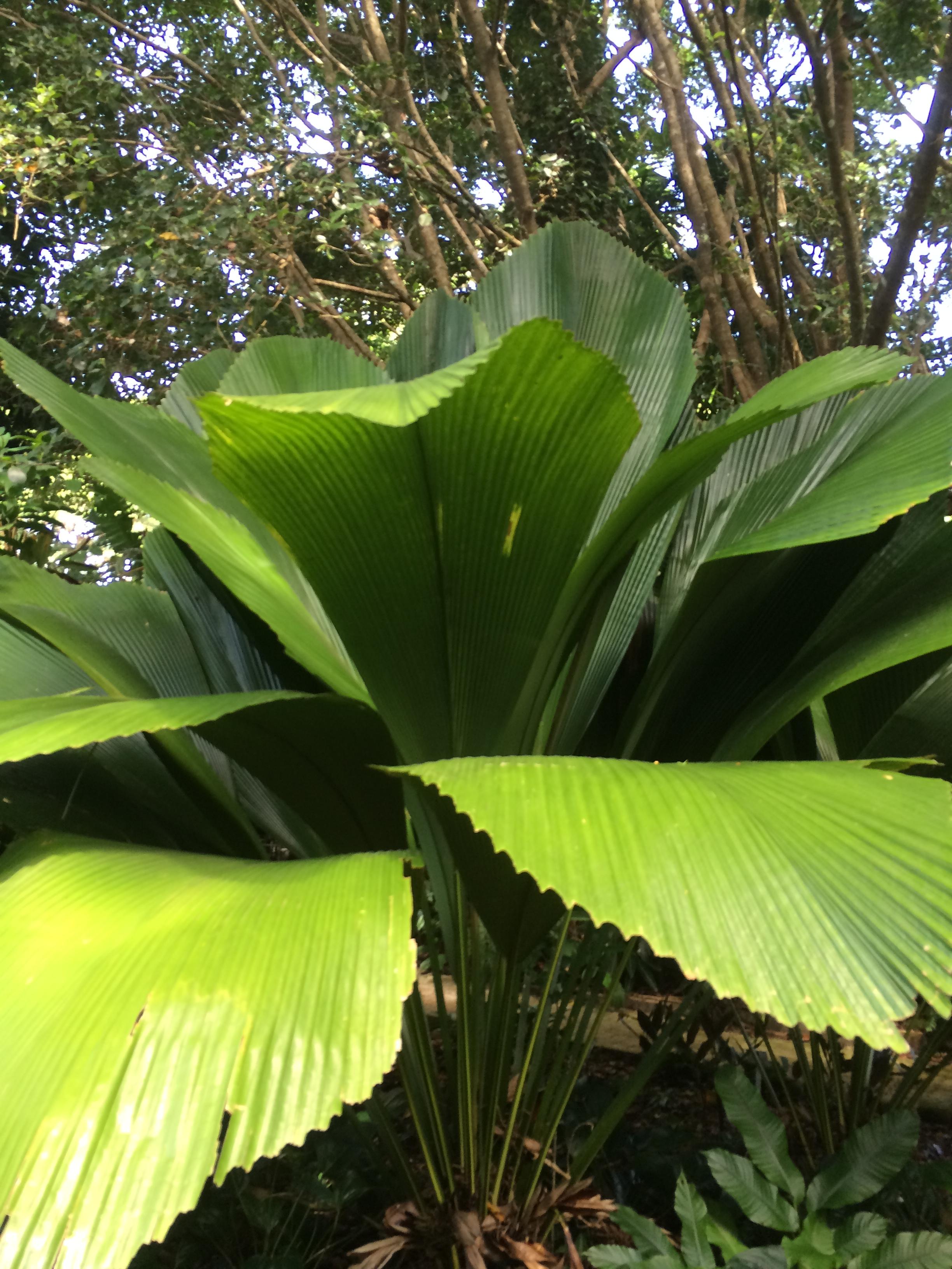 Australia (Cairns, Sydney,Melborne),Rarotonga, - DISCUSSING PALM TREES ...