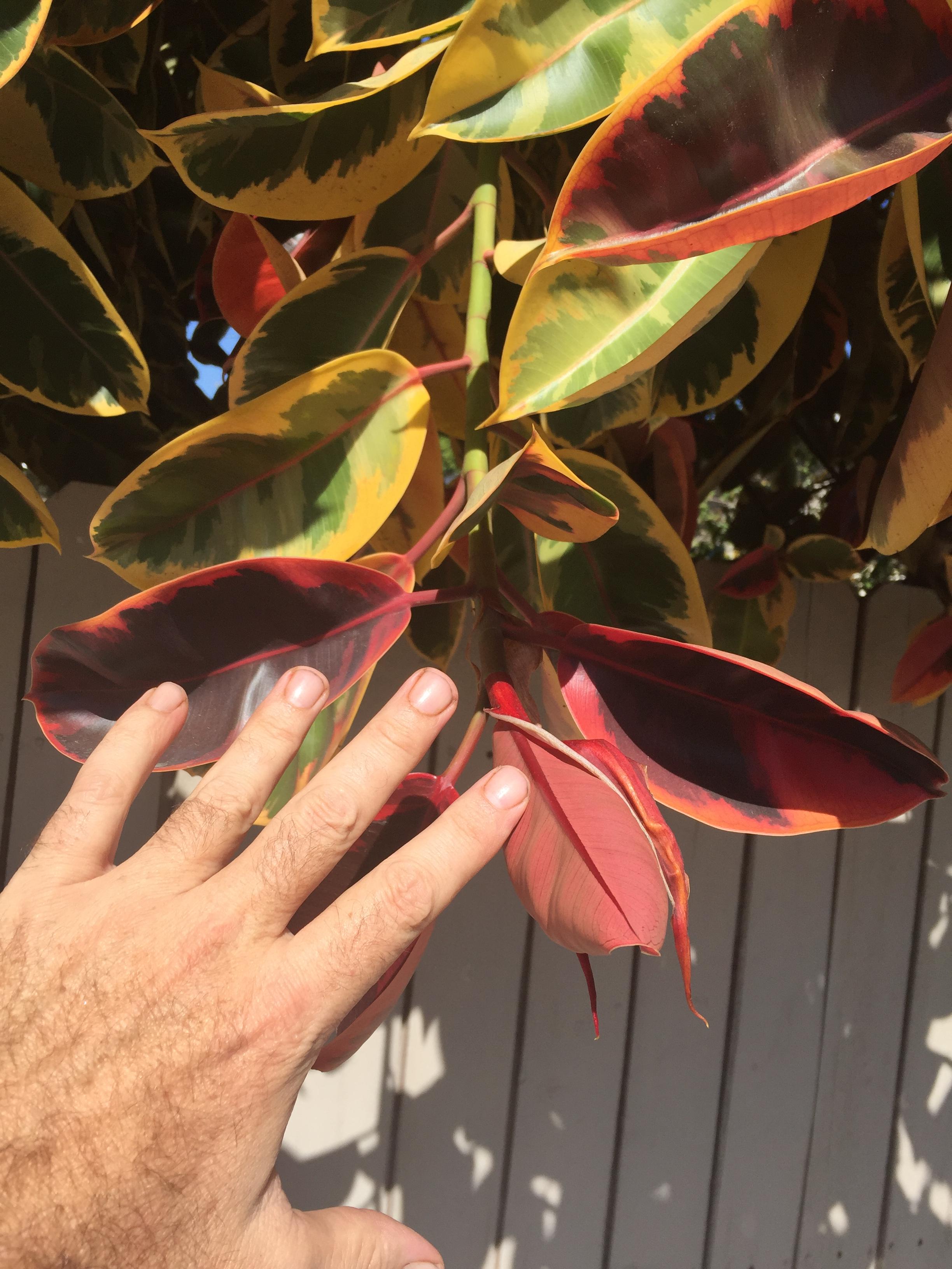 Funky Ficus elastica cultivar - TROPICAL LOOKING PLANTS - Other Than ...