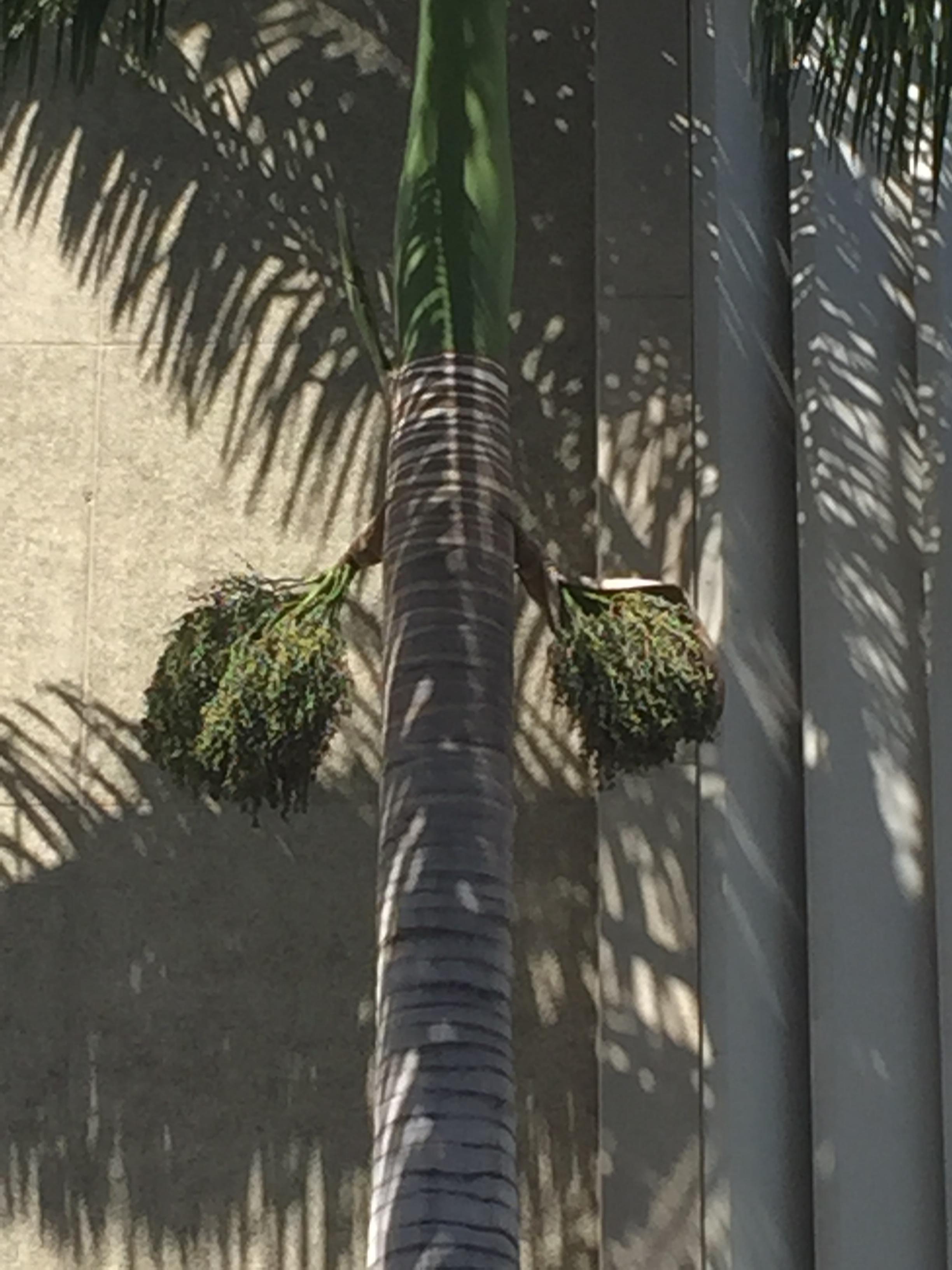 Roystonea oleracea in Santana California - DISCUSSING PALM TREES ...