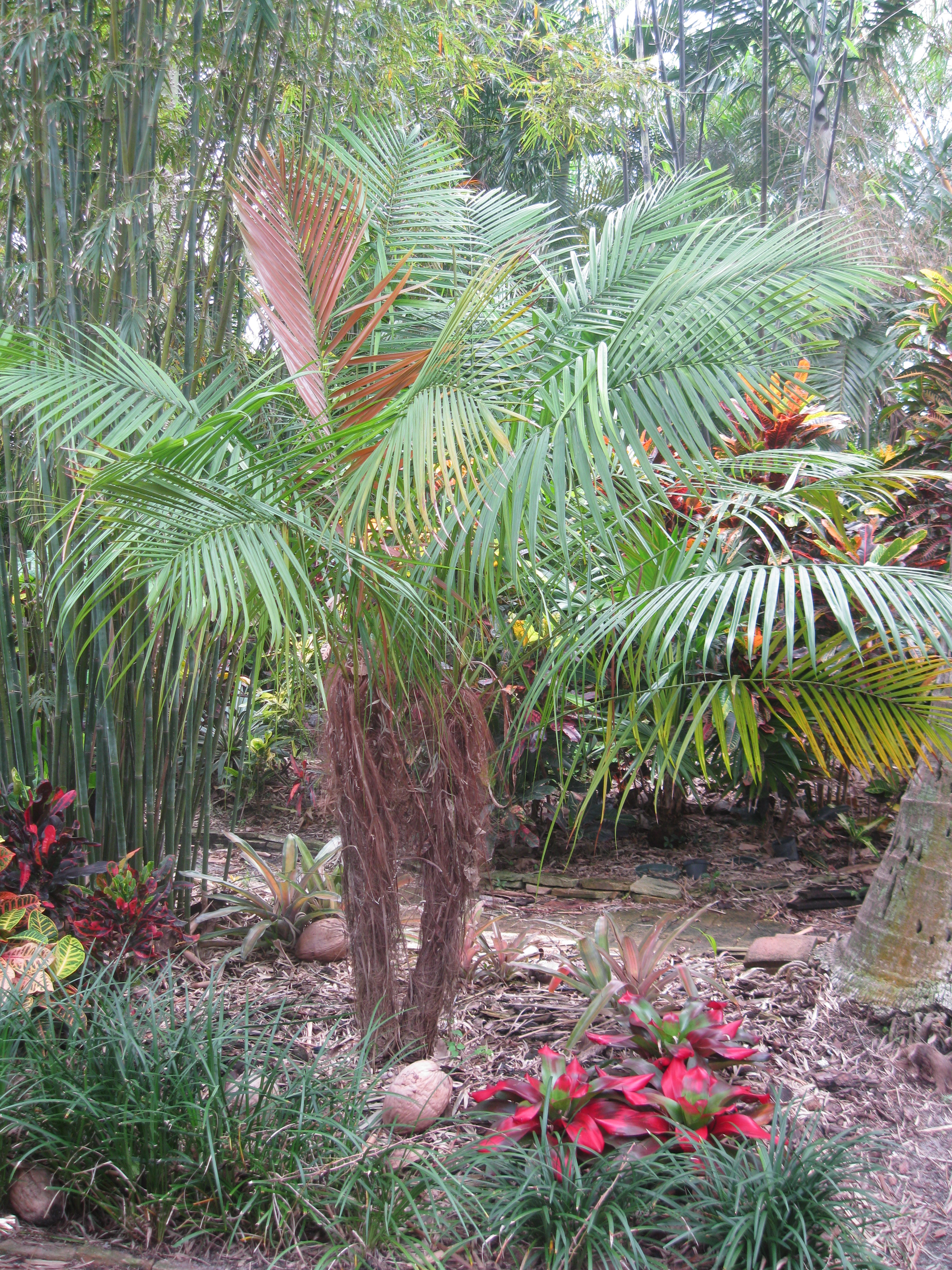 fertilize mulch and a few palm pics - DISCUSSING PALM TREES WORLDWIDE ...