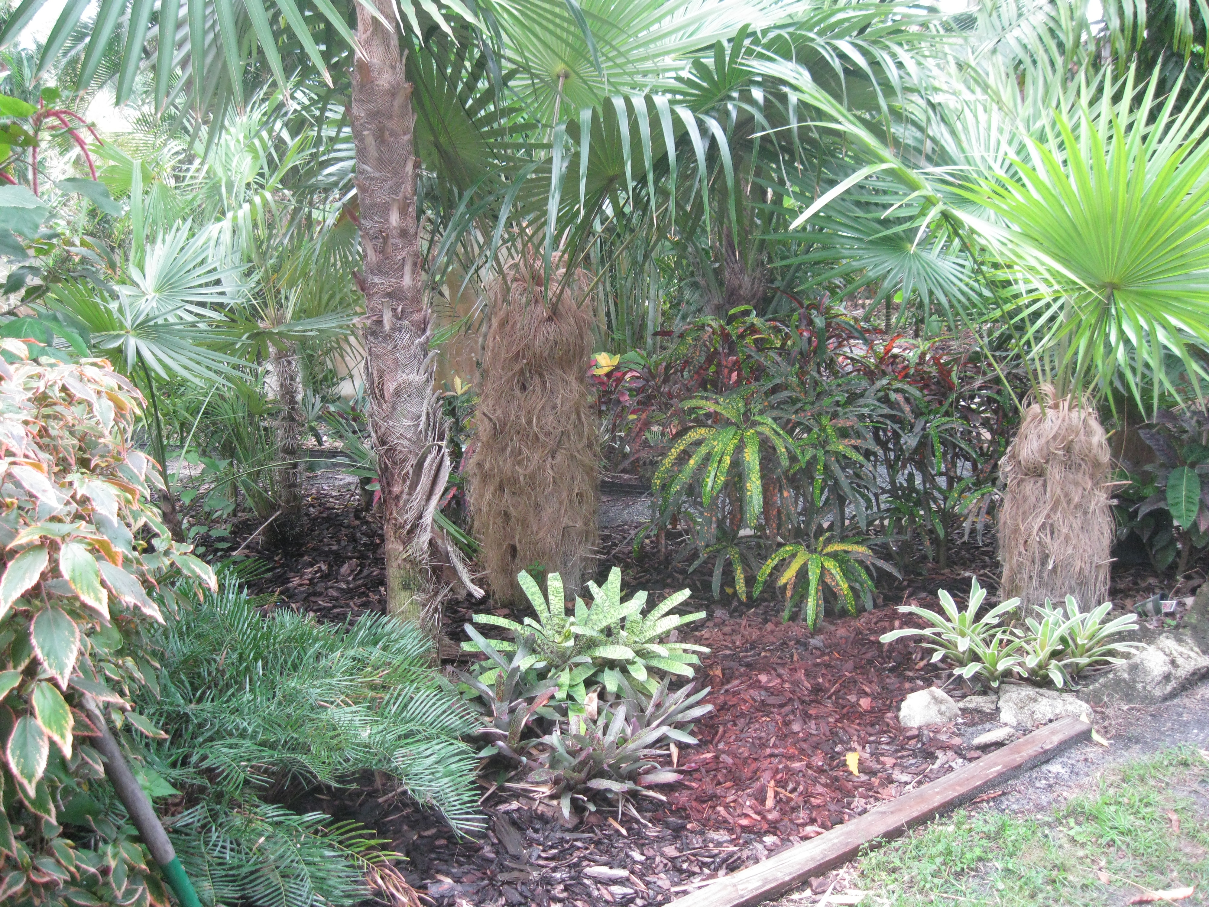 fertilize mulch and a few palm pics - DISCUSSING PALM TREES WORLDWIDE ...