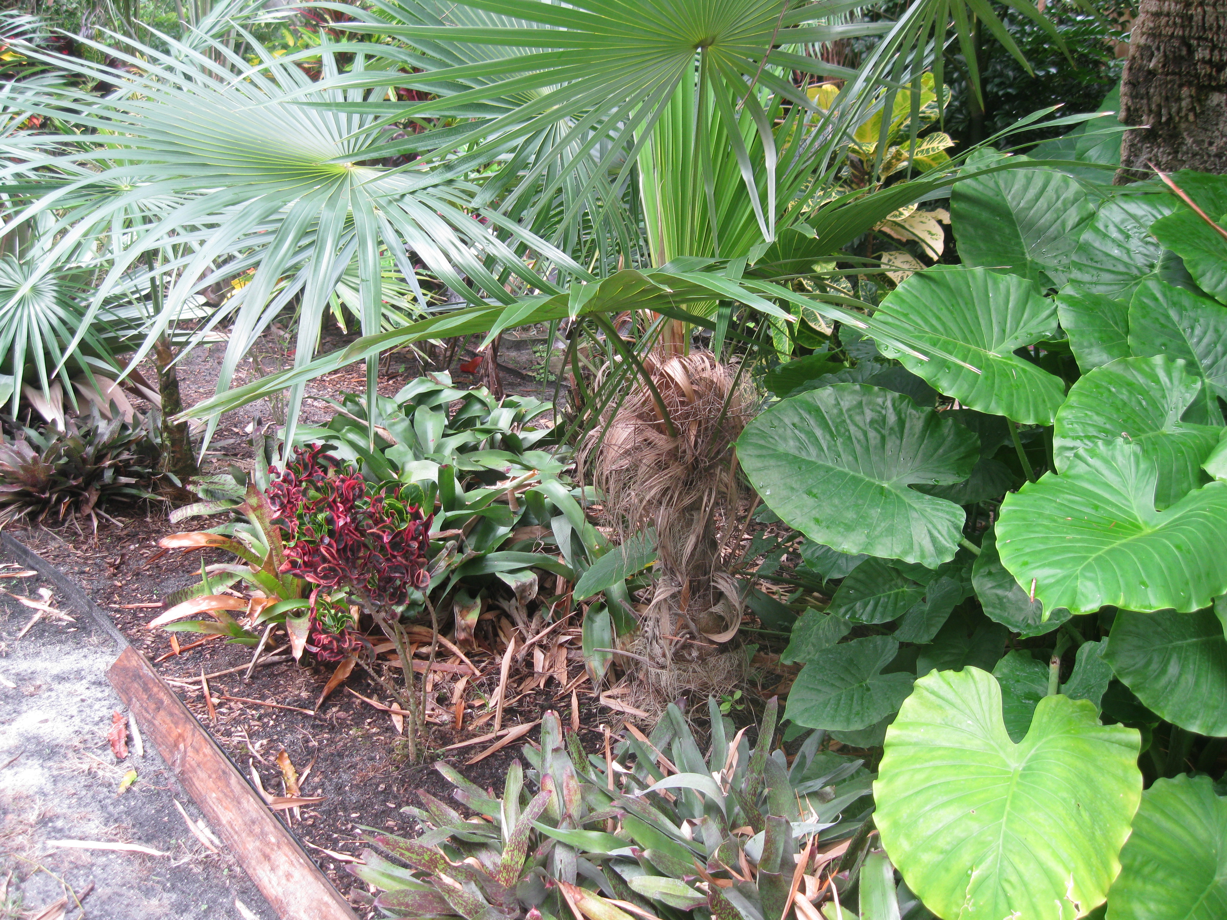 fertilize mulch and a few palm pics - DISCUSSING PALM TREES WORLDWIDE ...