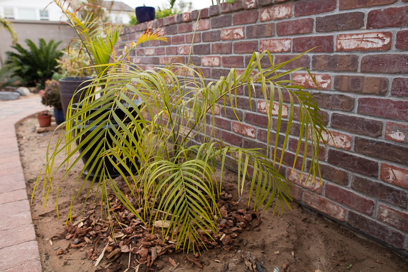 Dypsis heteromorpha - Weeping Form - DISCUSSING PALM TREES WORLDWIDE ...