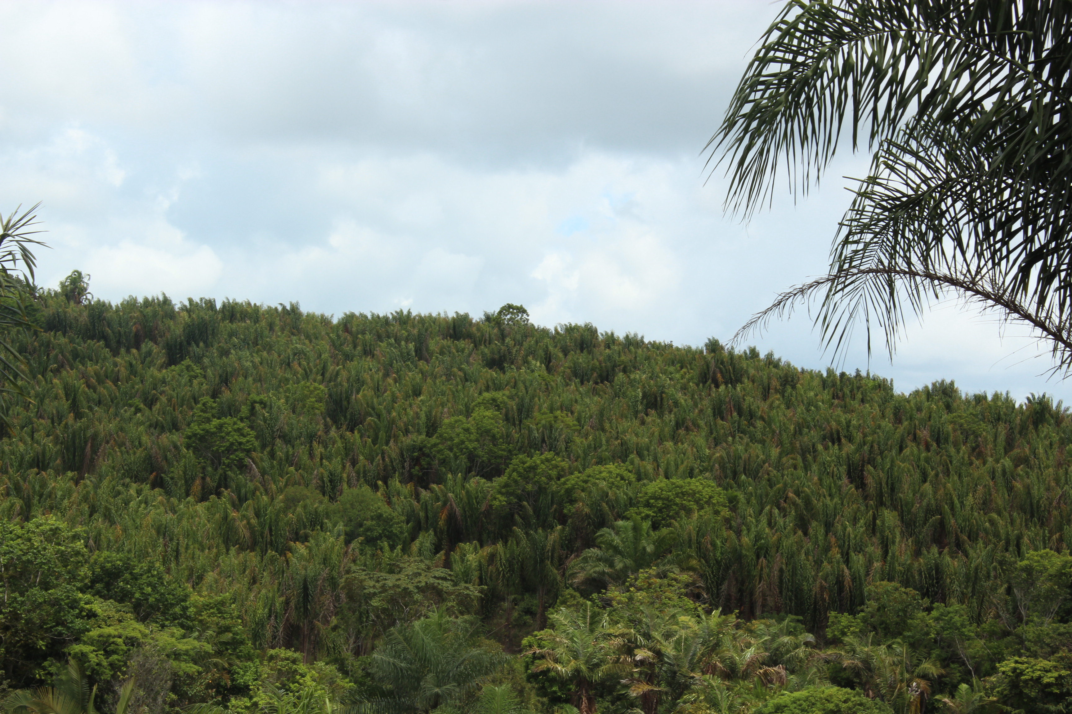 Attalea funifera - DISCUSSING PALM TREES WORLDWIDE - PalmTalk