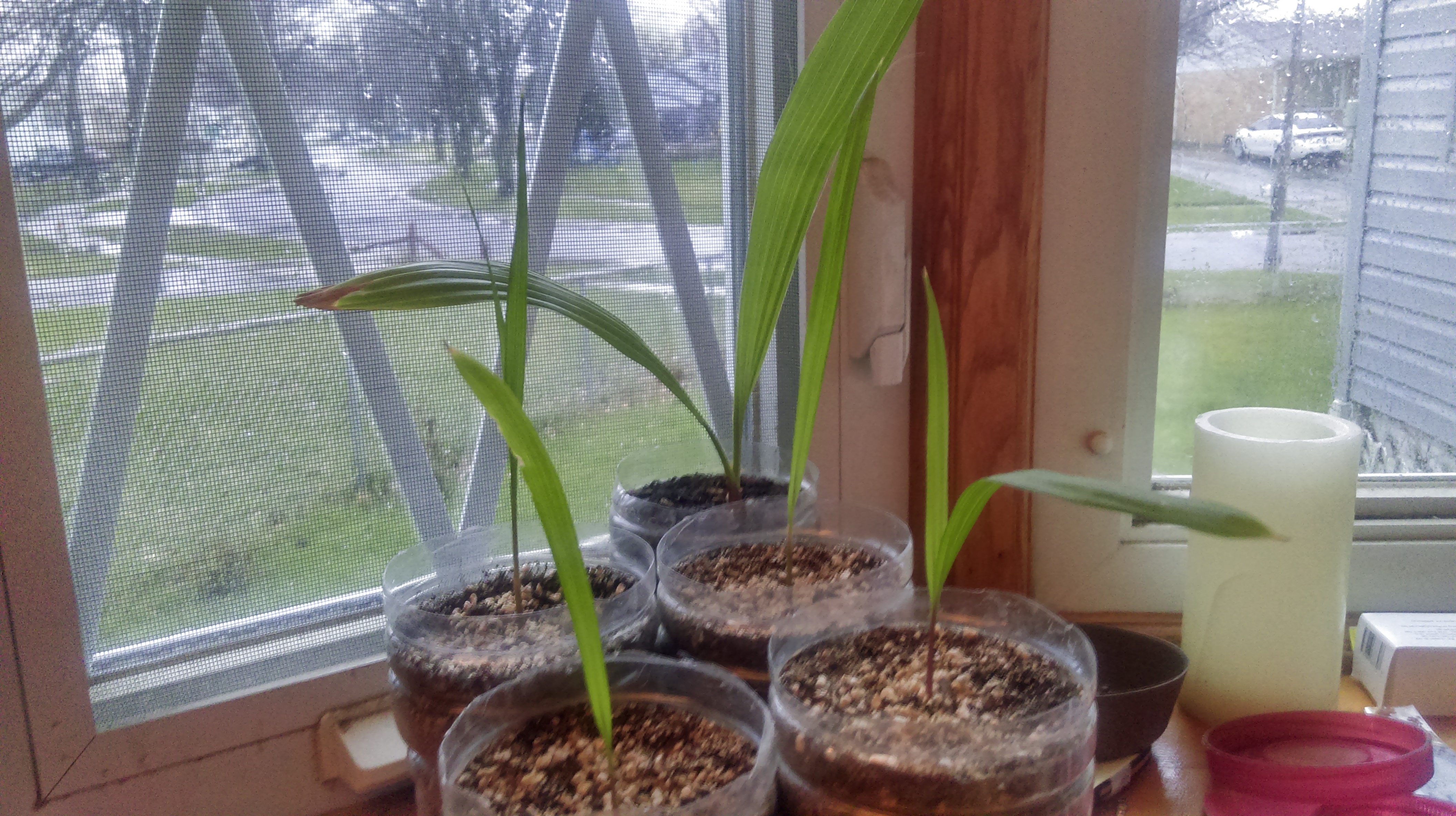 Germinating W.Robusta Seeds- Help/Advice - DISCUSSING PALM TREES ...