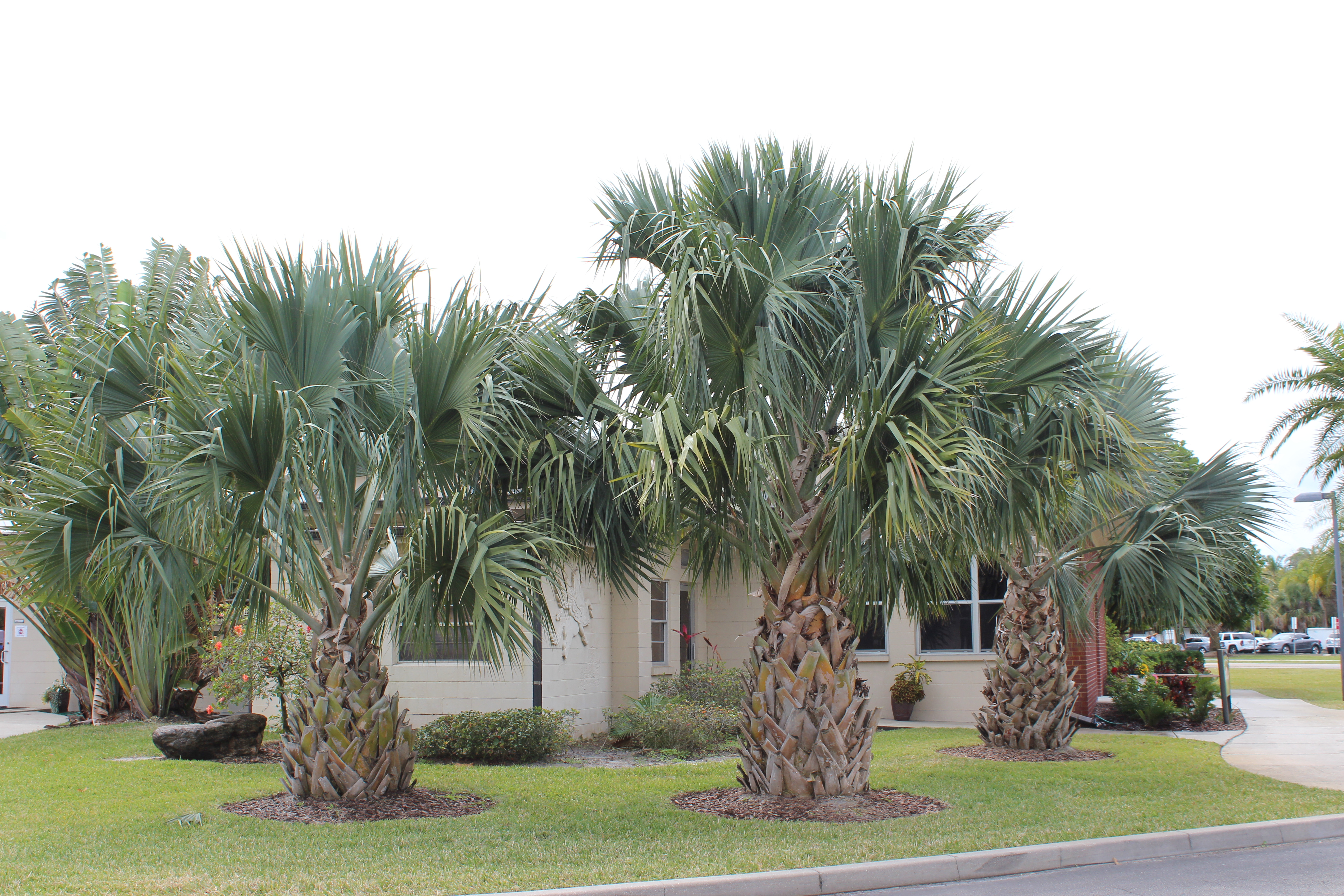 Sabal causiarum @ FIT, Melbourne FL - including ligule - DISCUSSING ...
